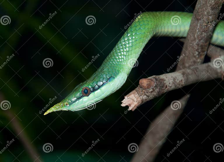 Rhino Snake stock image. Image of branches, wildlife - 22912759