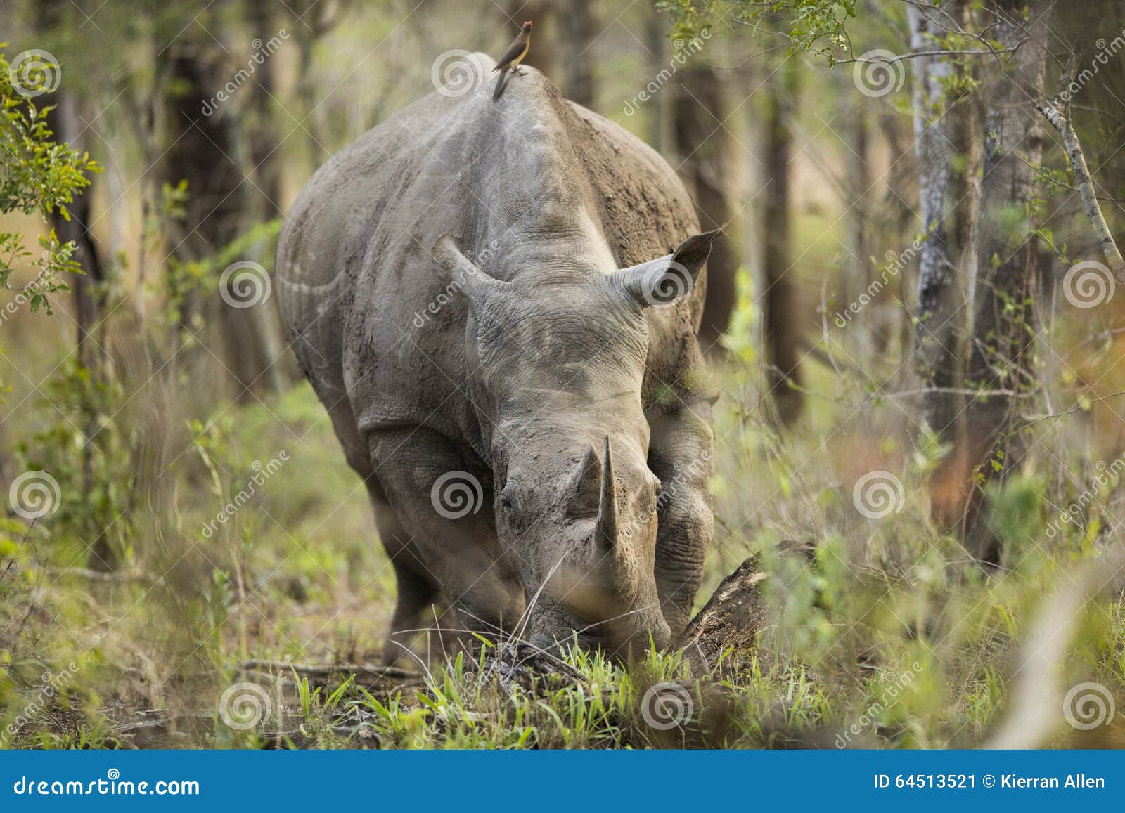Rhino in South Africa stock image. Image of layers, nature - 64513521