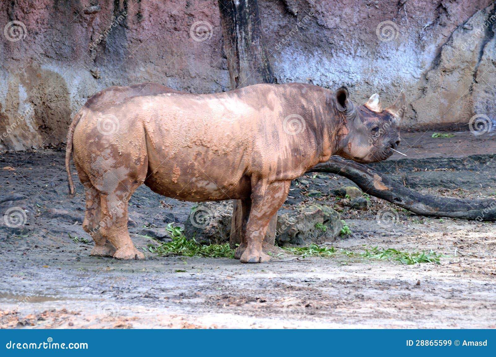 Rhino Stance stock image. Image of rhinoceros, africa - 28865599