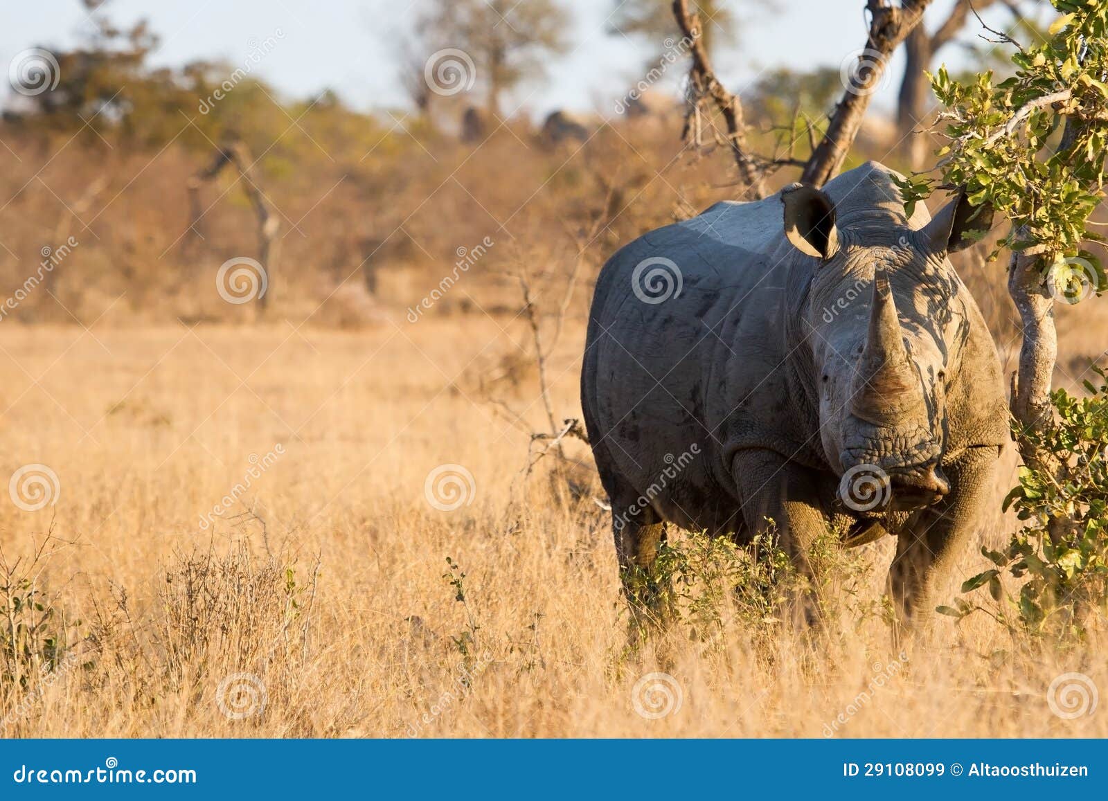 Rhino standing in the bush stock image. Image of white - 29108099