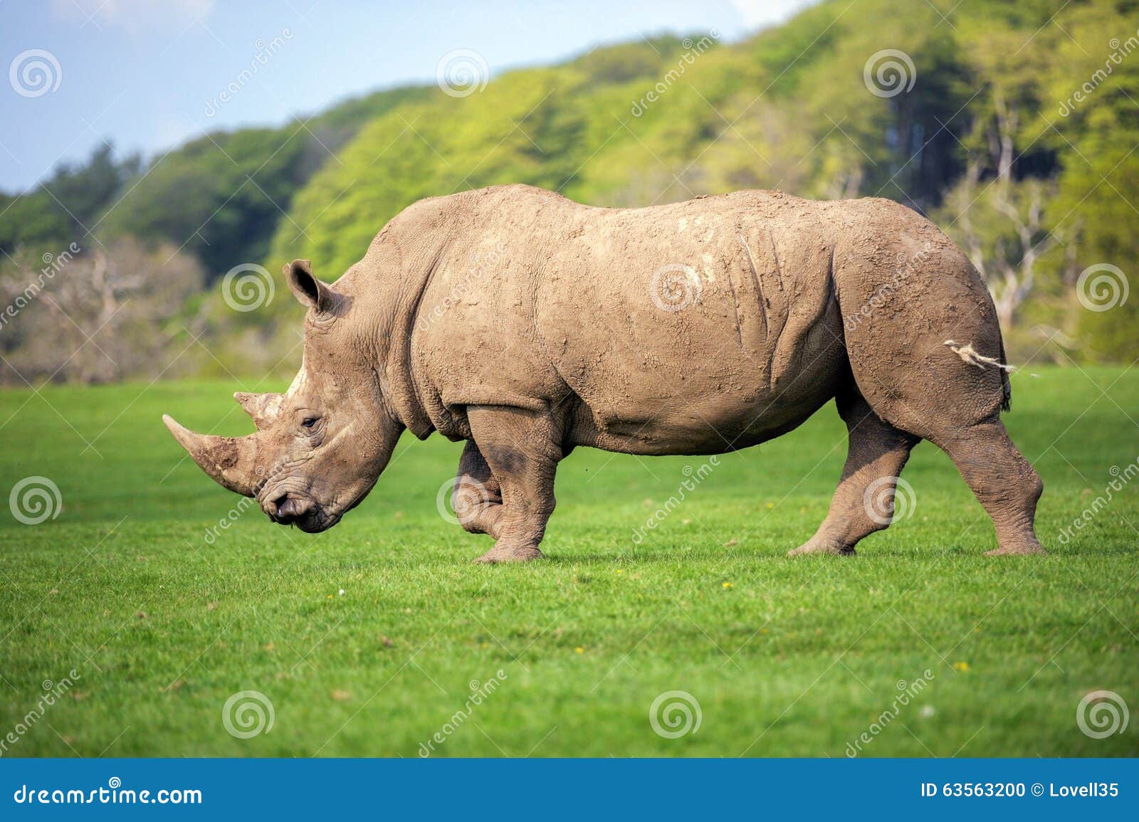Rhino standing in field stock photo. Image of fight, black - 63563200