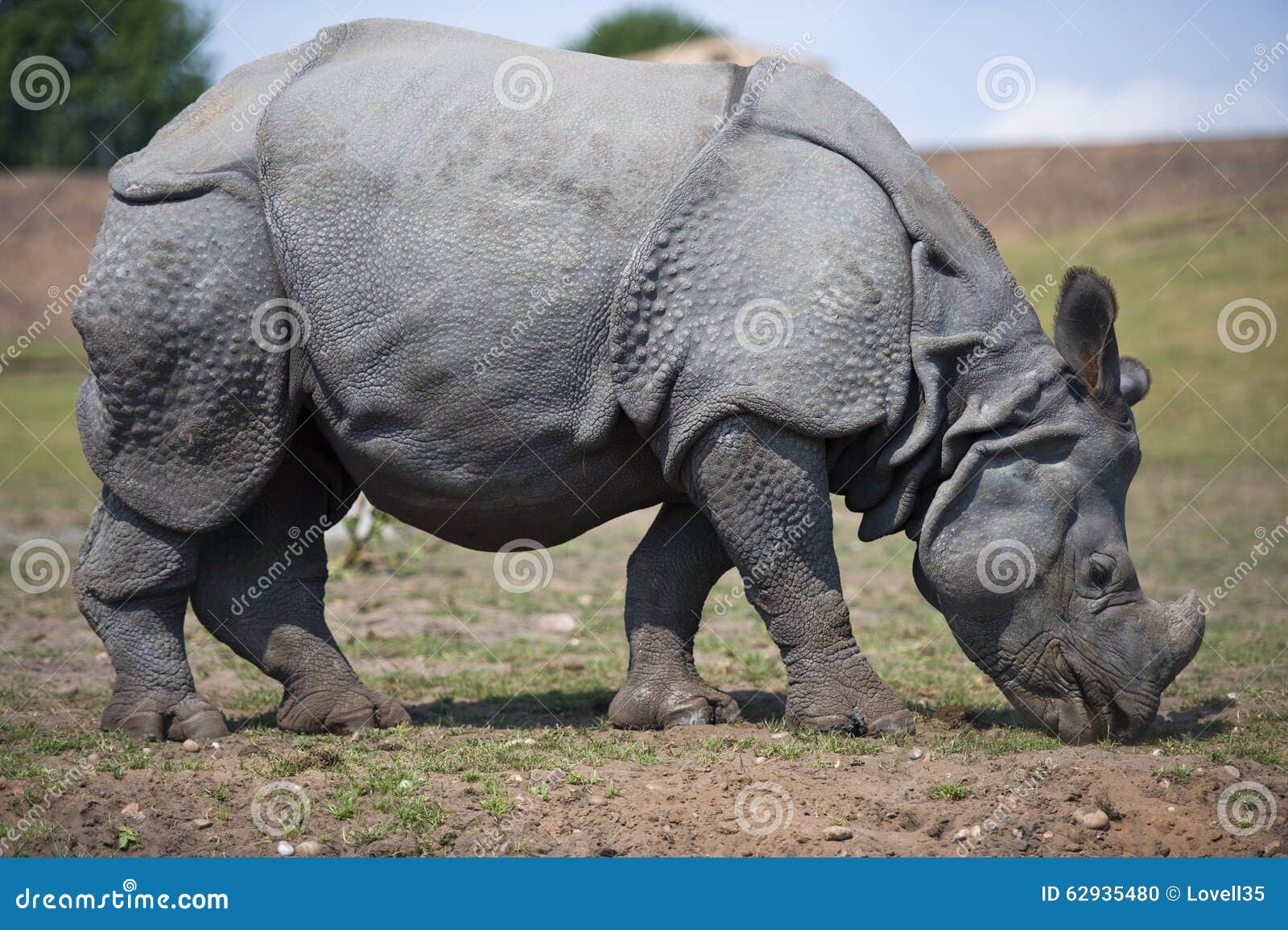 Rhino standing stock photo. Image of protect, survivesurvival - 62935480