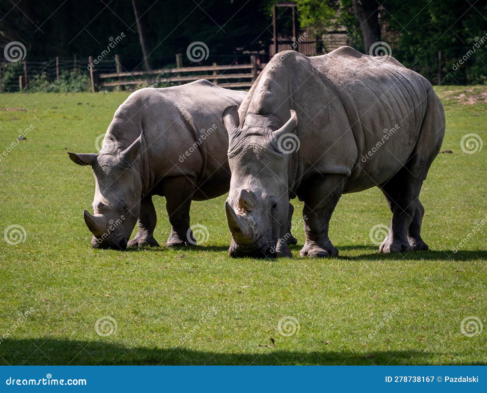 Rhino Standing on Green Grass in the Sun Front Shot Stock Image - Image ...
