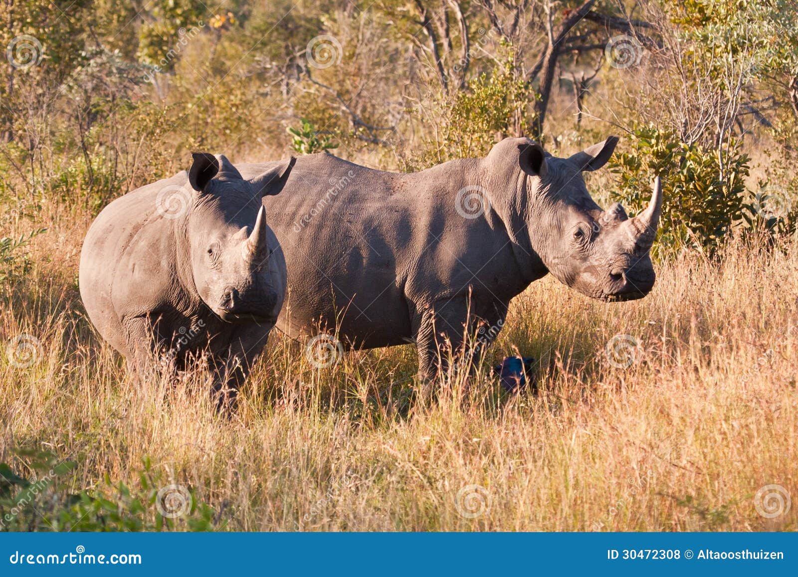 Rhino standing in nature stock photo. Image of creature - 30472308