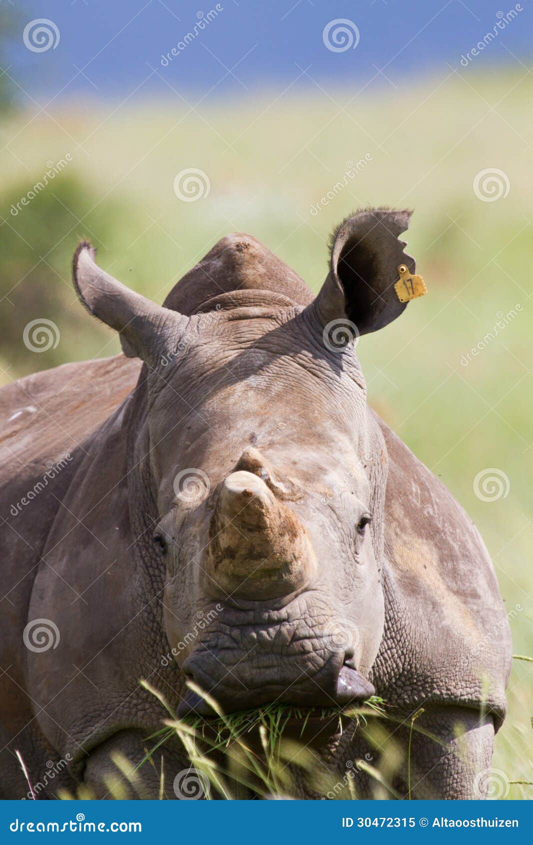 Rhino standing in nature stock image. Image of grazing - 30472315