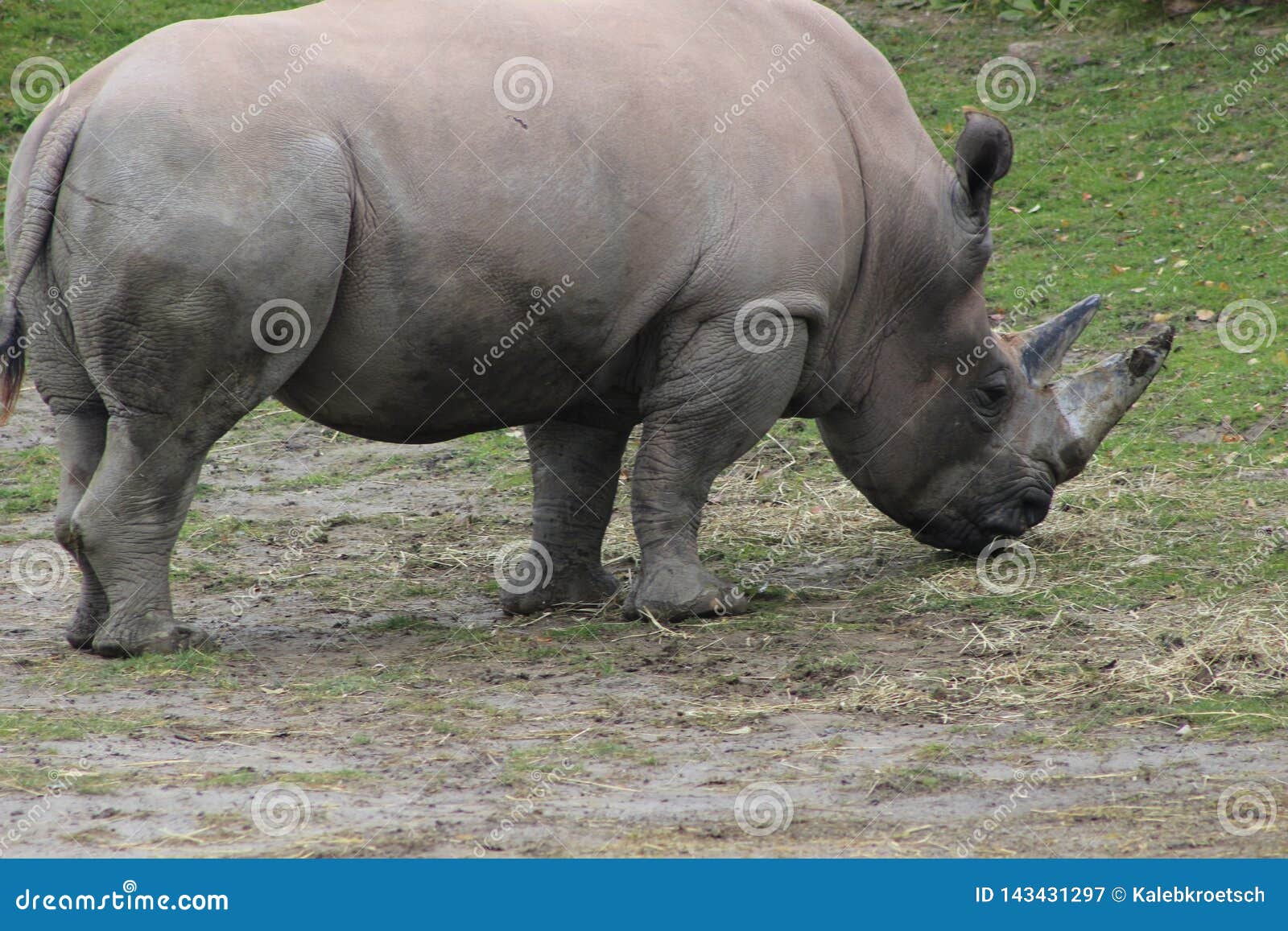 Rhino Standing in the Tall, Dry Grass with Birds on His Back Stock ...