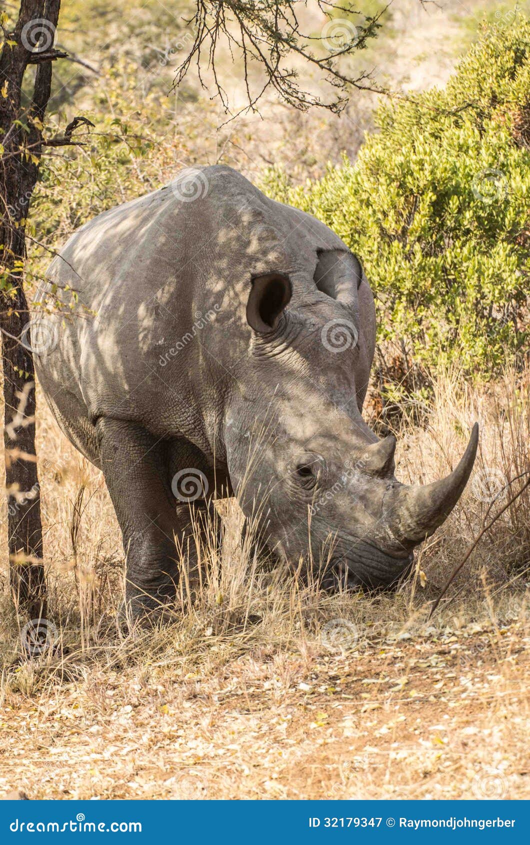 Rhino stock image. Image of wild, mammal, habitat, africa - 32179347