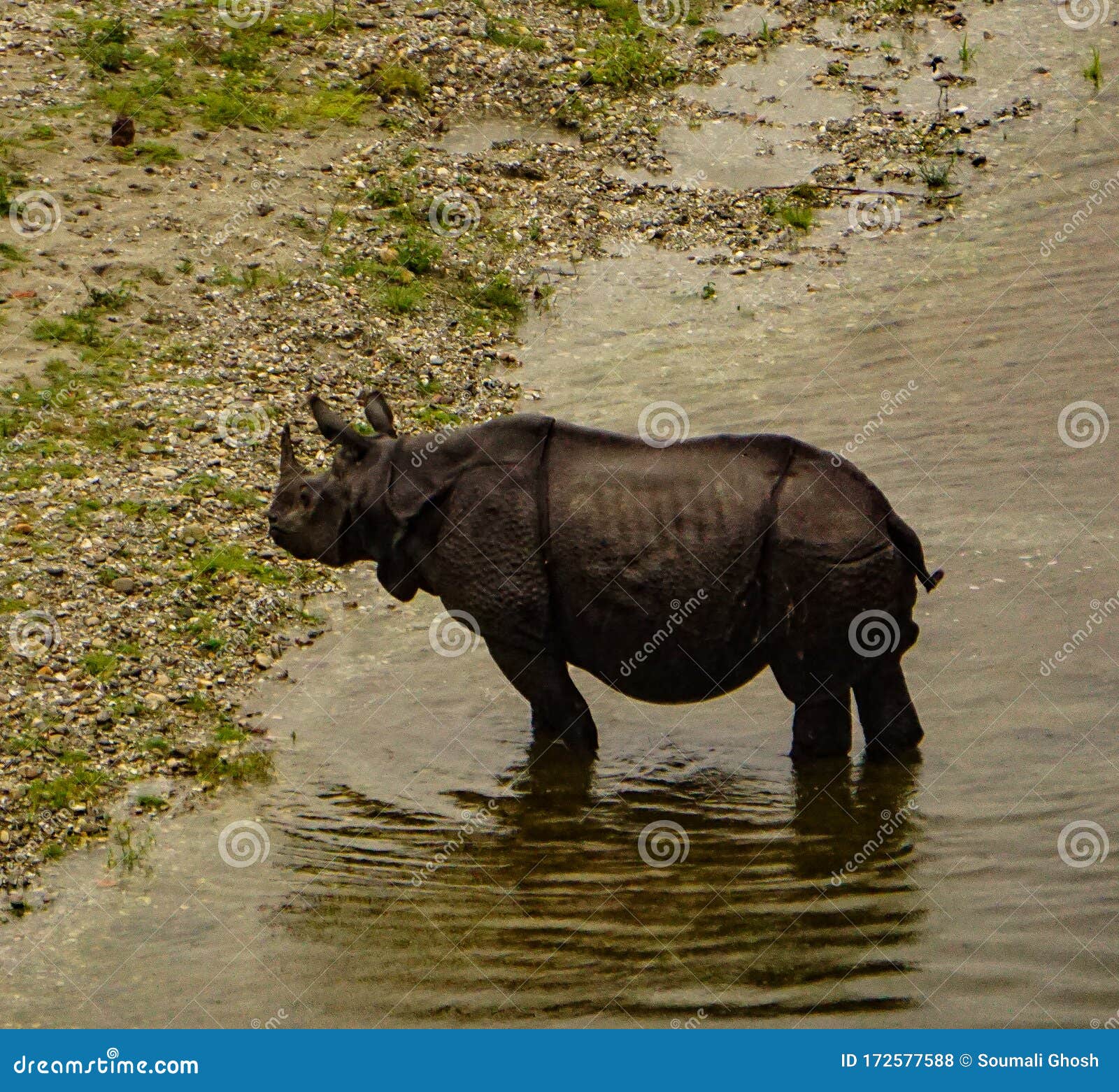 Rhino standing in water stock photo. Image of rhino - 172577588