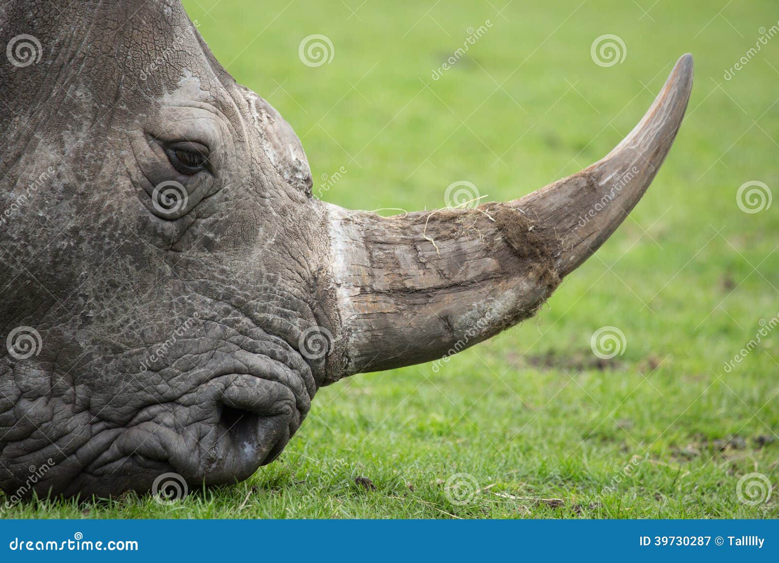 Rhino step stock image. Image of environment, conservation - 39730287