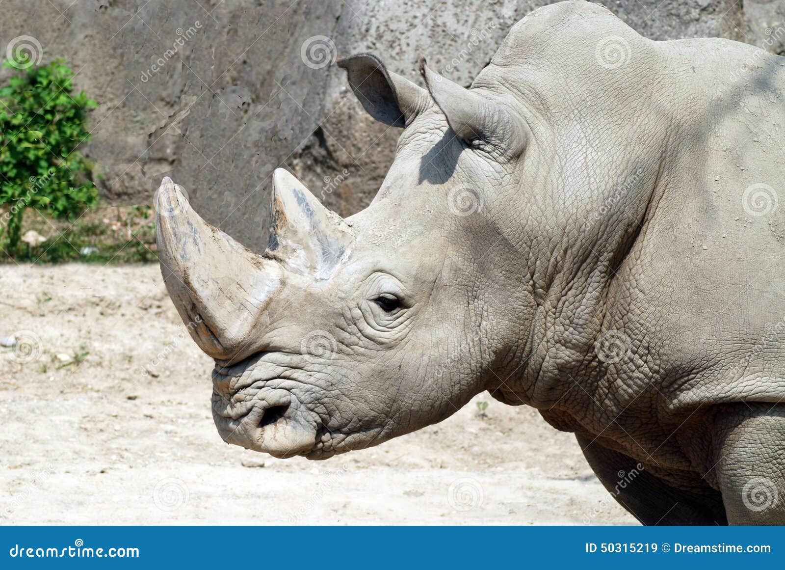 Rhino Face Profile