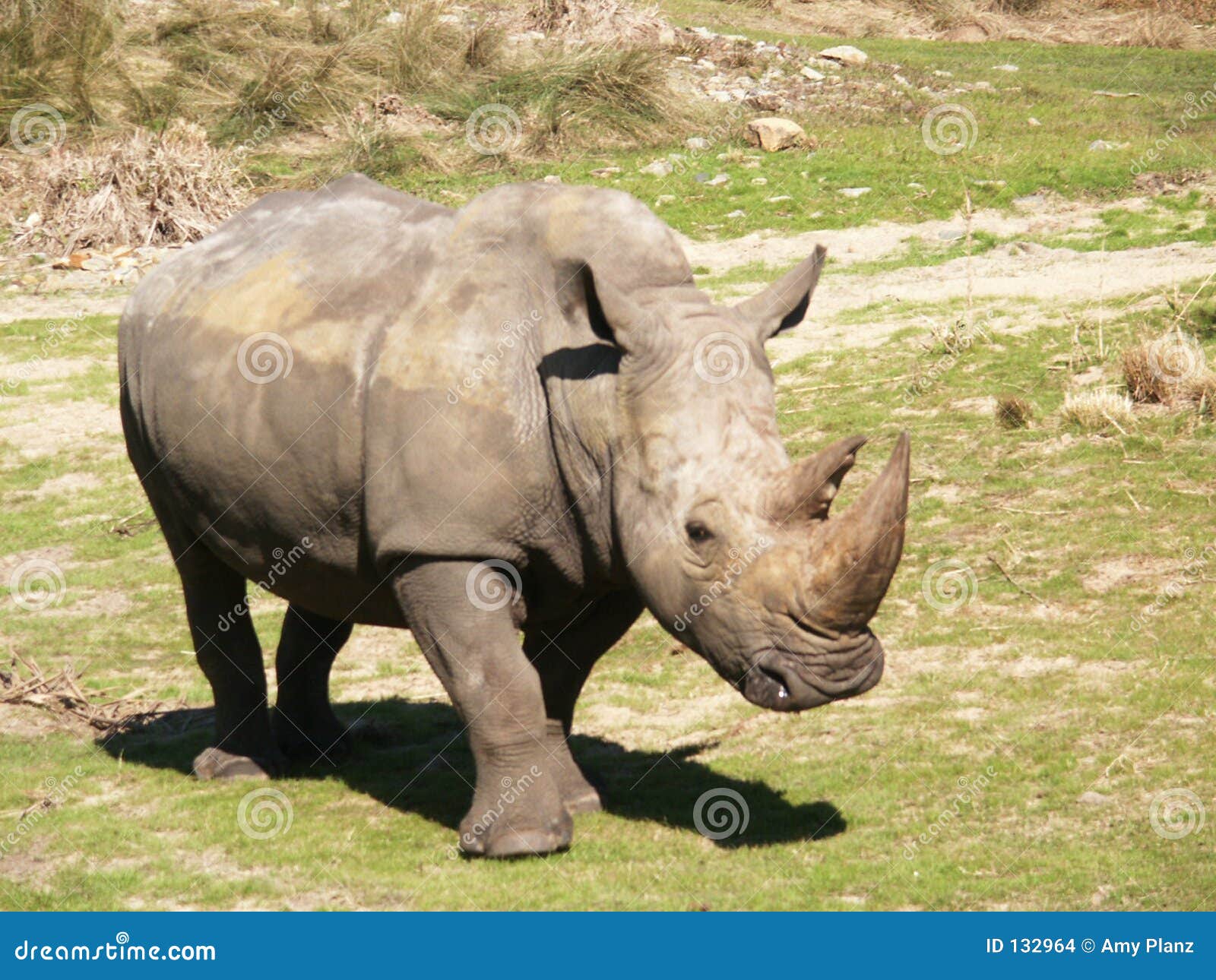 Rhino in the sun stock photo. Image of safari, africa, sand - 132964