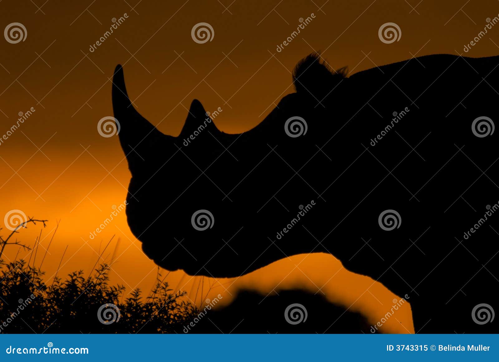 Rhino at sunset stock image. Image of rise, sundown, twilight - 3743315