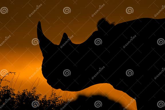 Rhino at sunset stock image. Image of rise, sundown, twilight - 3743315