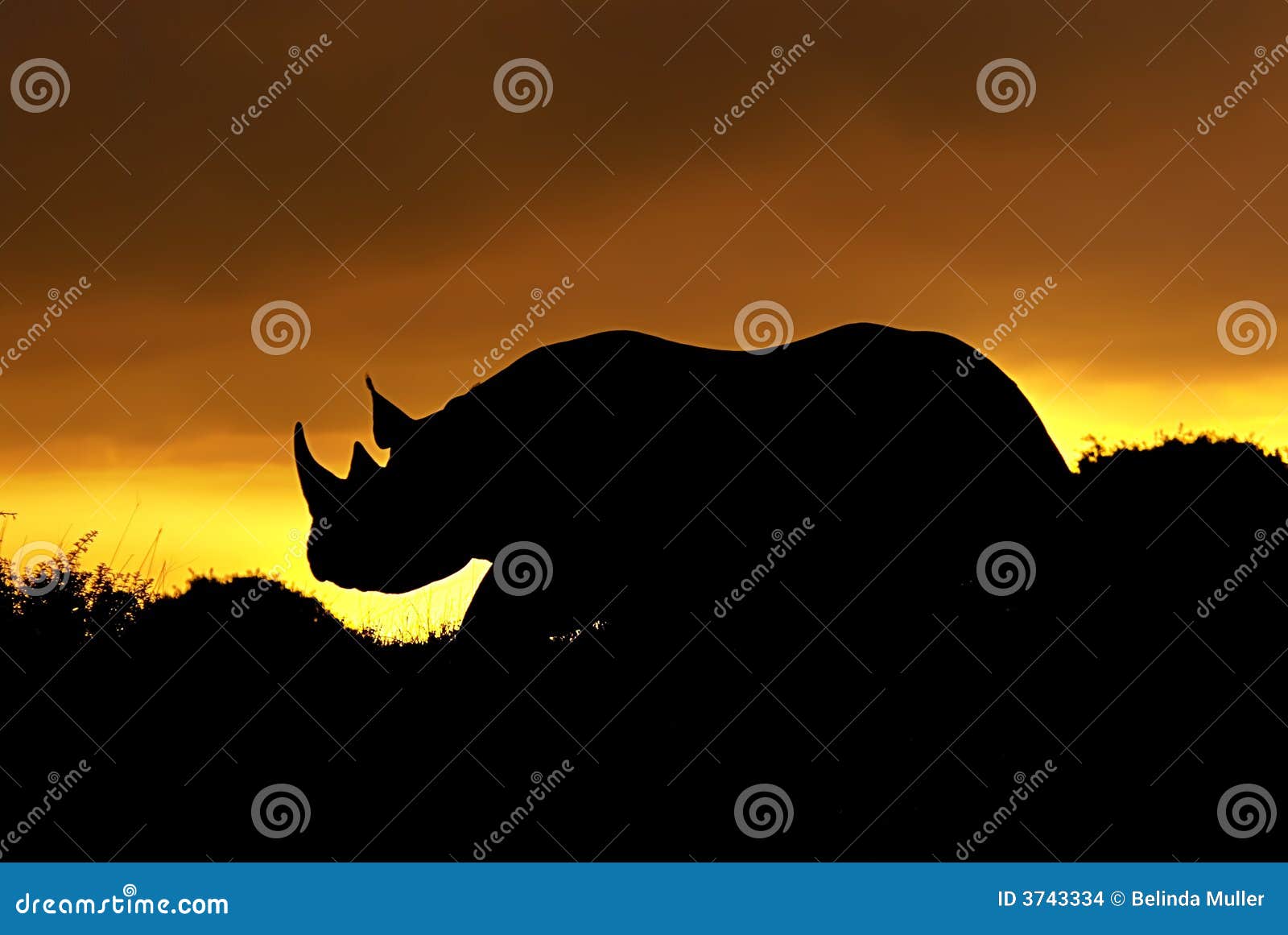 Rhino at sunset silhouette stock photo. Image of rhino - 3743334