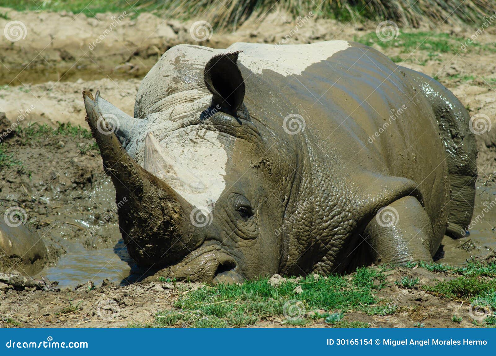 Rhino stock photo. Image of wildlife, herbivore, rhino - 30165154