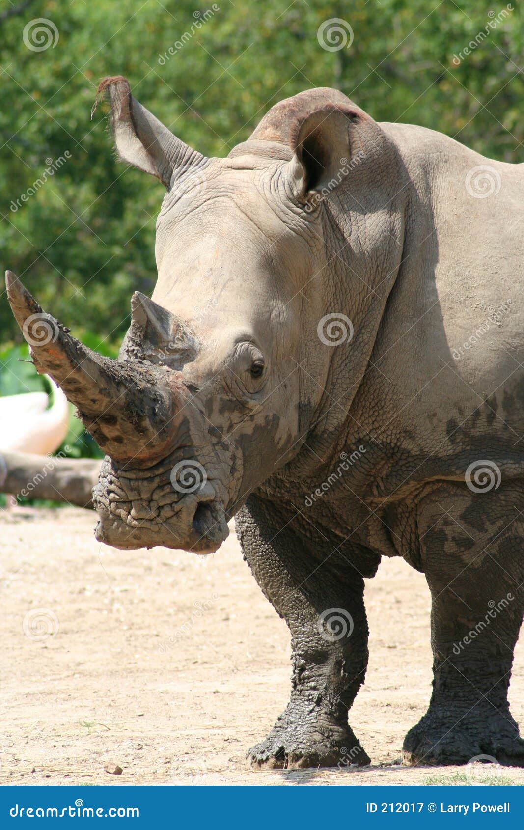 Rhino Tough!! stock image. Image of immovable, endangered - 212017