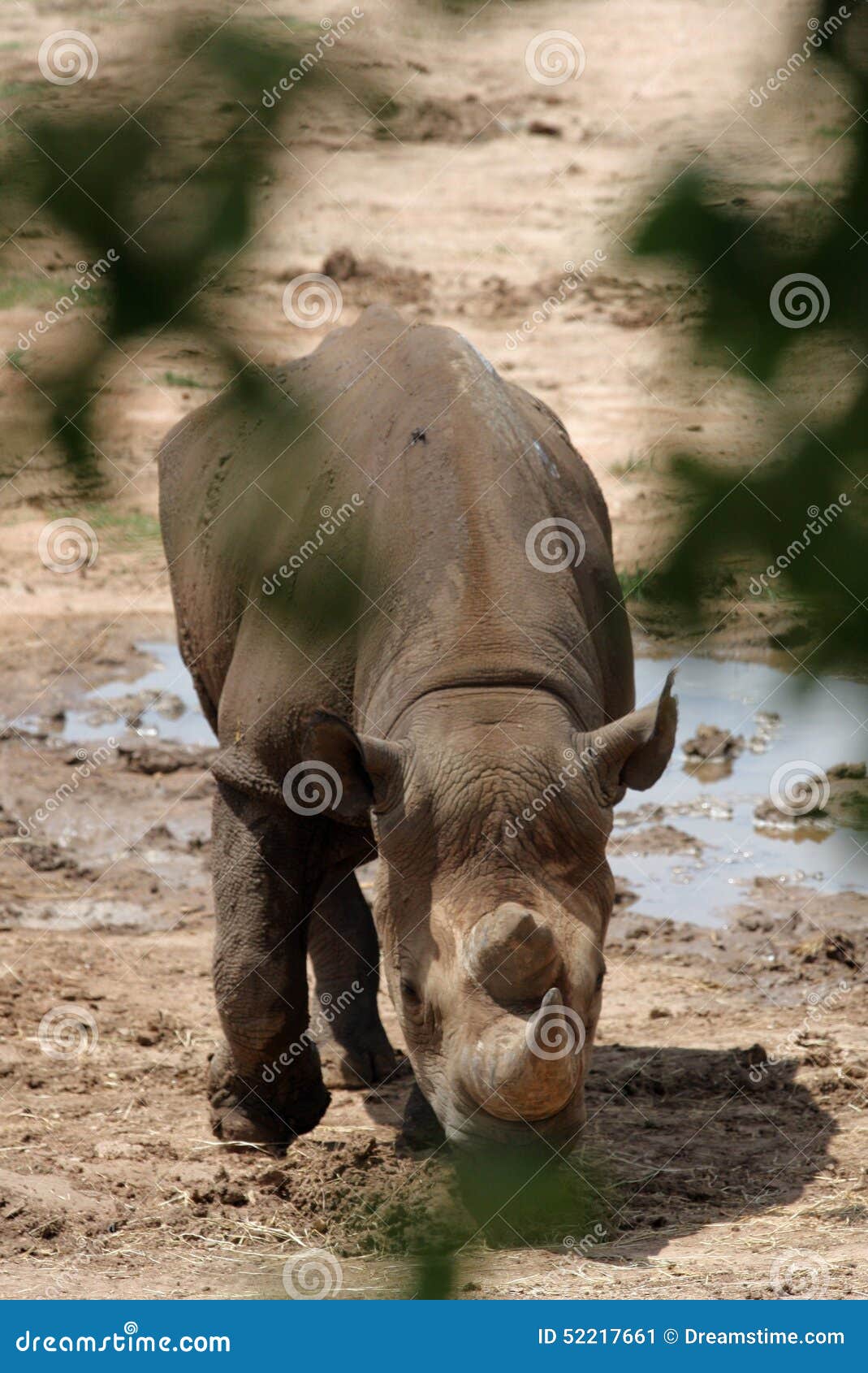 Rhino view from the trees stock image. Image of horns - 52217661