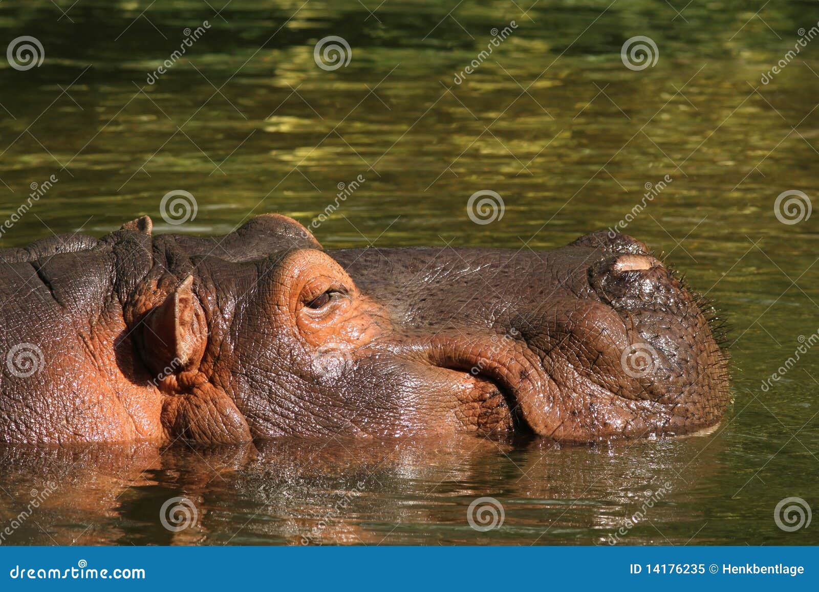 Rhino in the water stock image. Image of pink, grey, head - 14176235