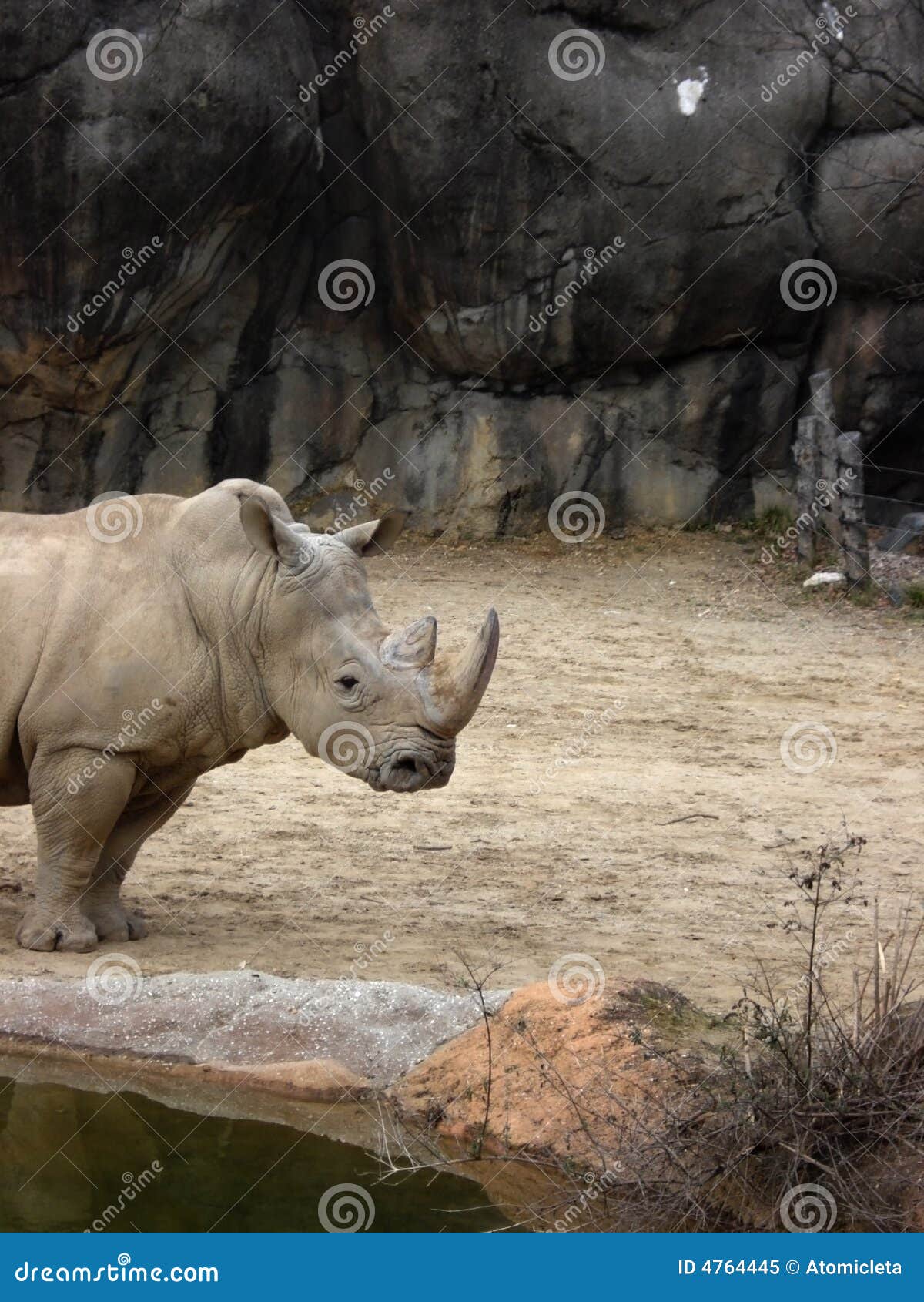 Rhino by the Water stock image. Image of animals, water - 4764445