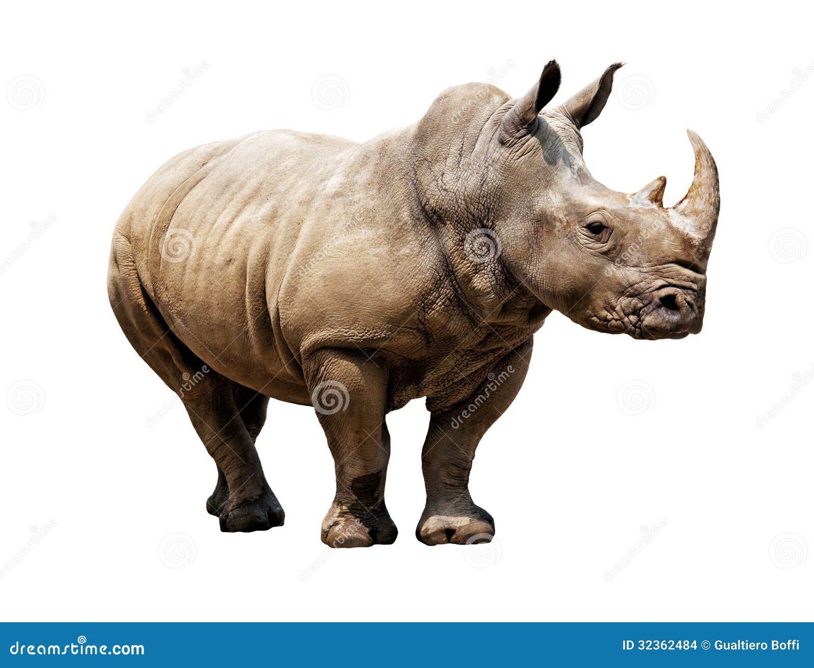 Rhino on white background stock photo. Image of armor - 32362484