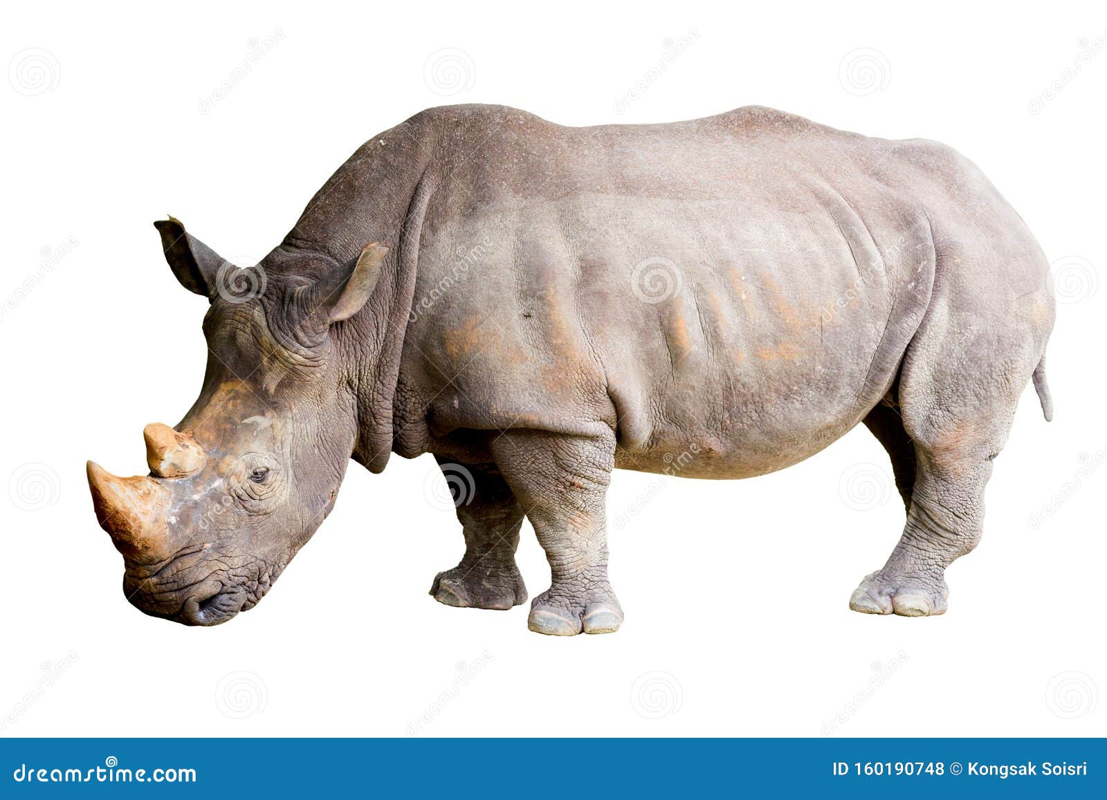Rhino on White Background, Isolate White Background Stock Photo - Image ...