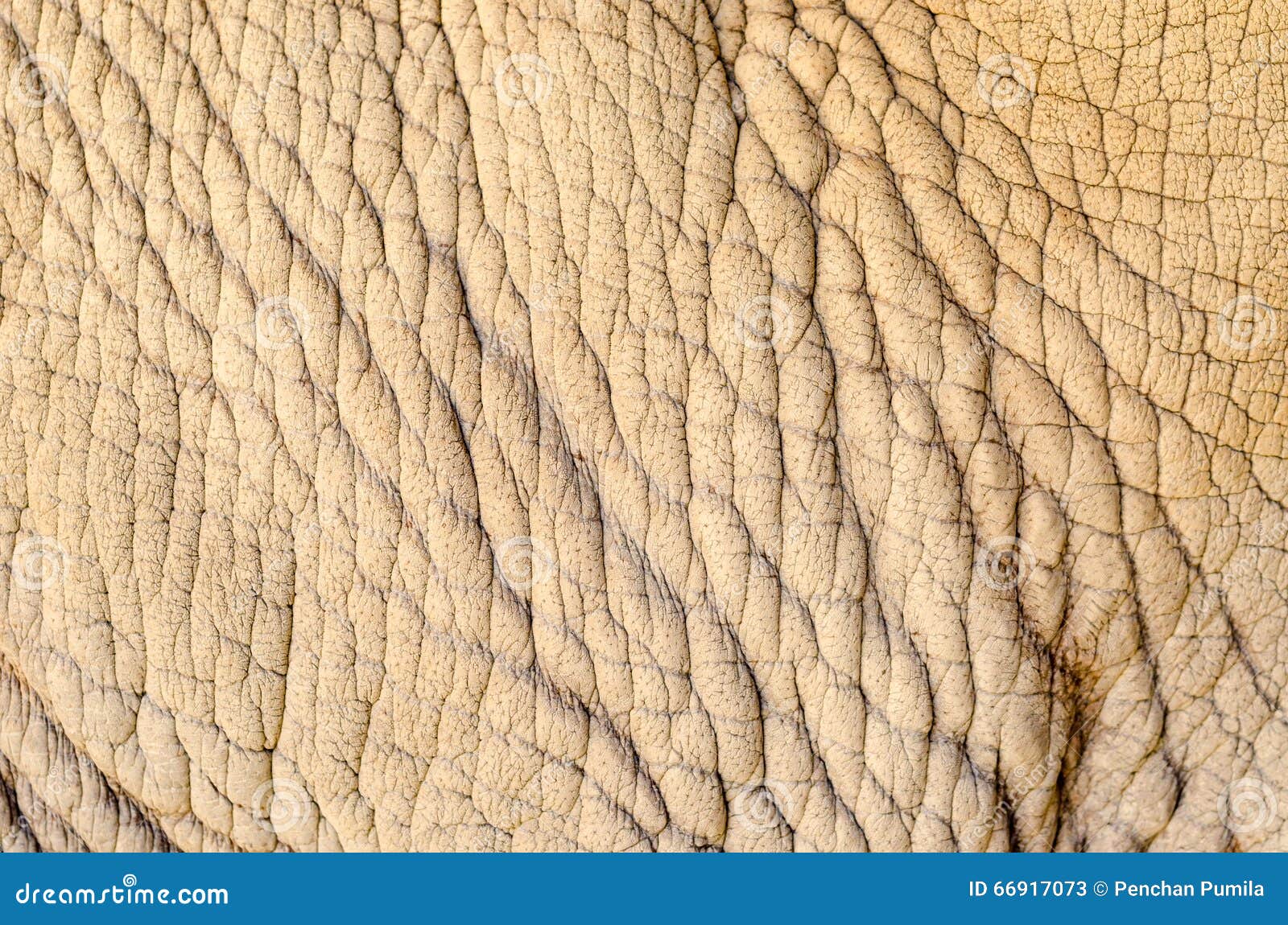 Rhino (white Rhinoceros) Skin Texture Stock Image - Image of nature ...