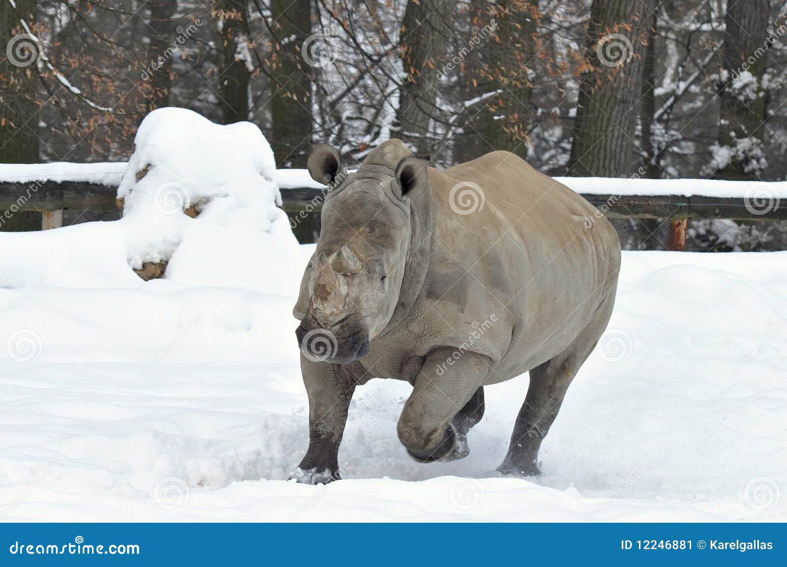Rhino in winter stock image. Image of rare, garden, mammals - 12246881