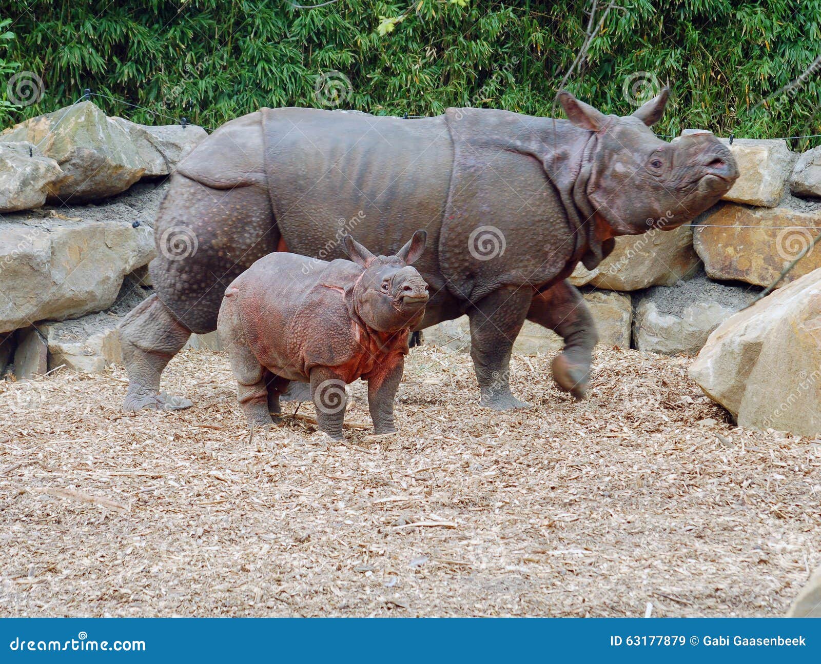 Rhino with Young Newborn Walking Stock Image - Image of together ...