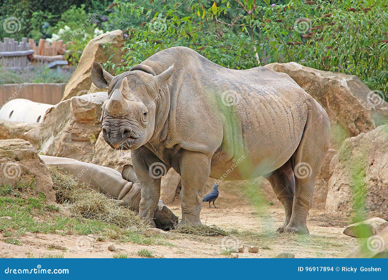Rhino in a zoo stock photo. Image of natural, bird, strength - 96917894