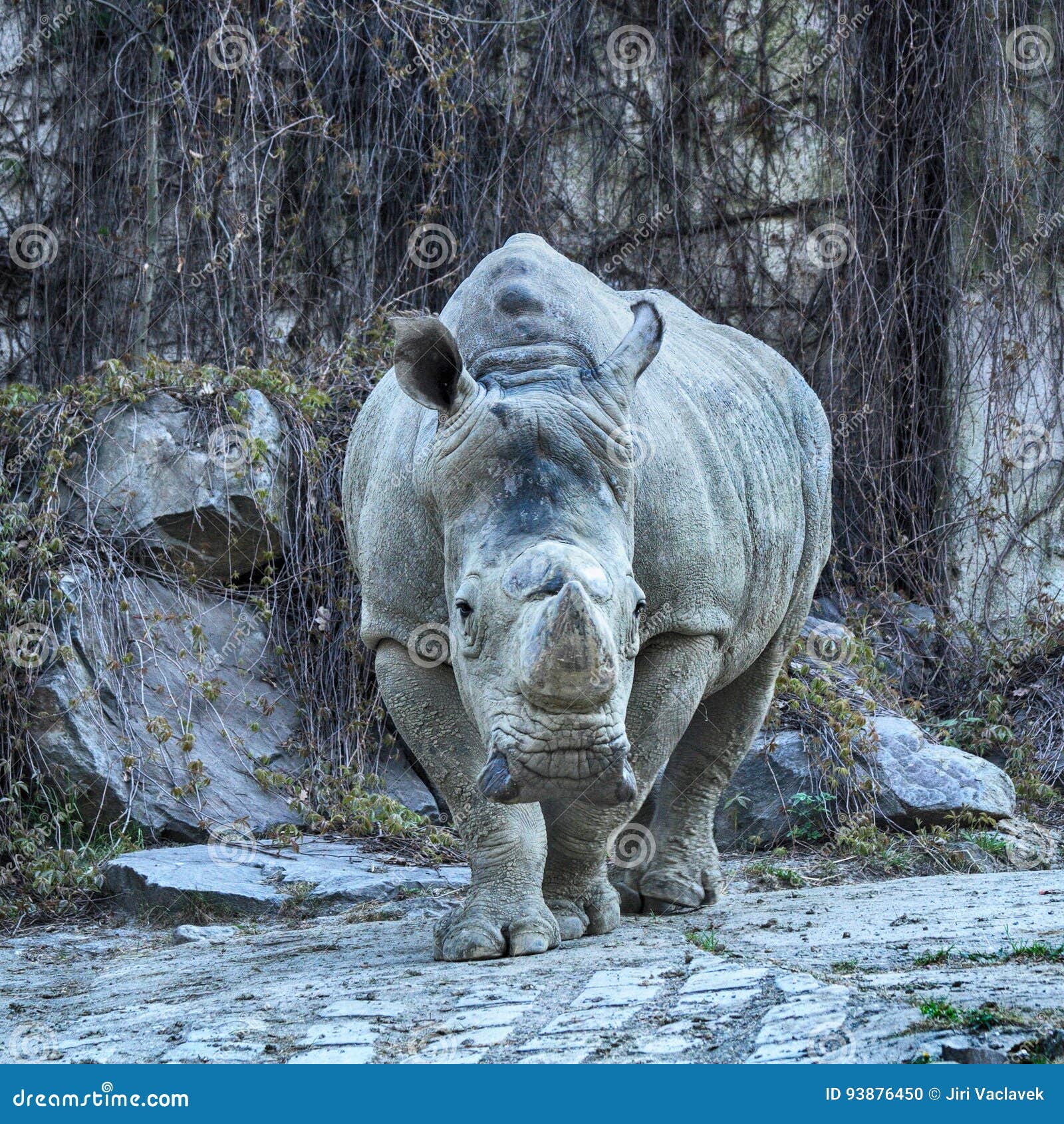 Rhino stock photo. Image of beast, aggressive, savannah - 93876450