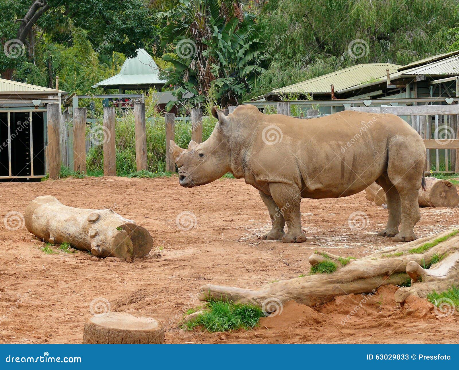 Rhino in Zoo stock image. Image of mammal, nature, conservation - 63029833