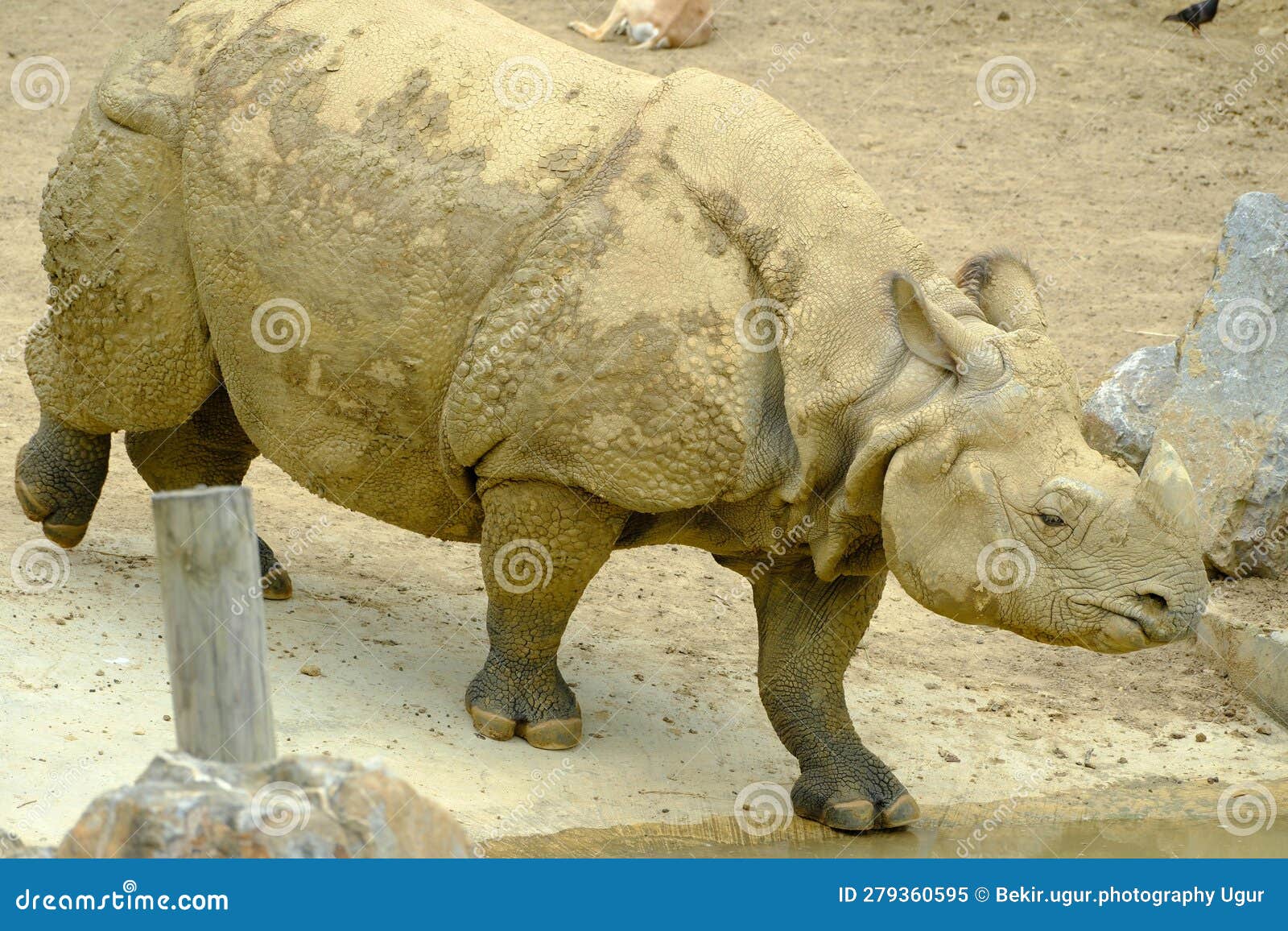 Rhino in a zoo stock image. Image of mammal, animal - 279360595