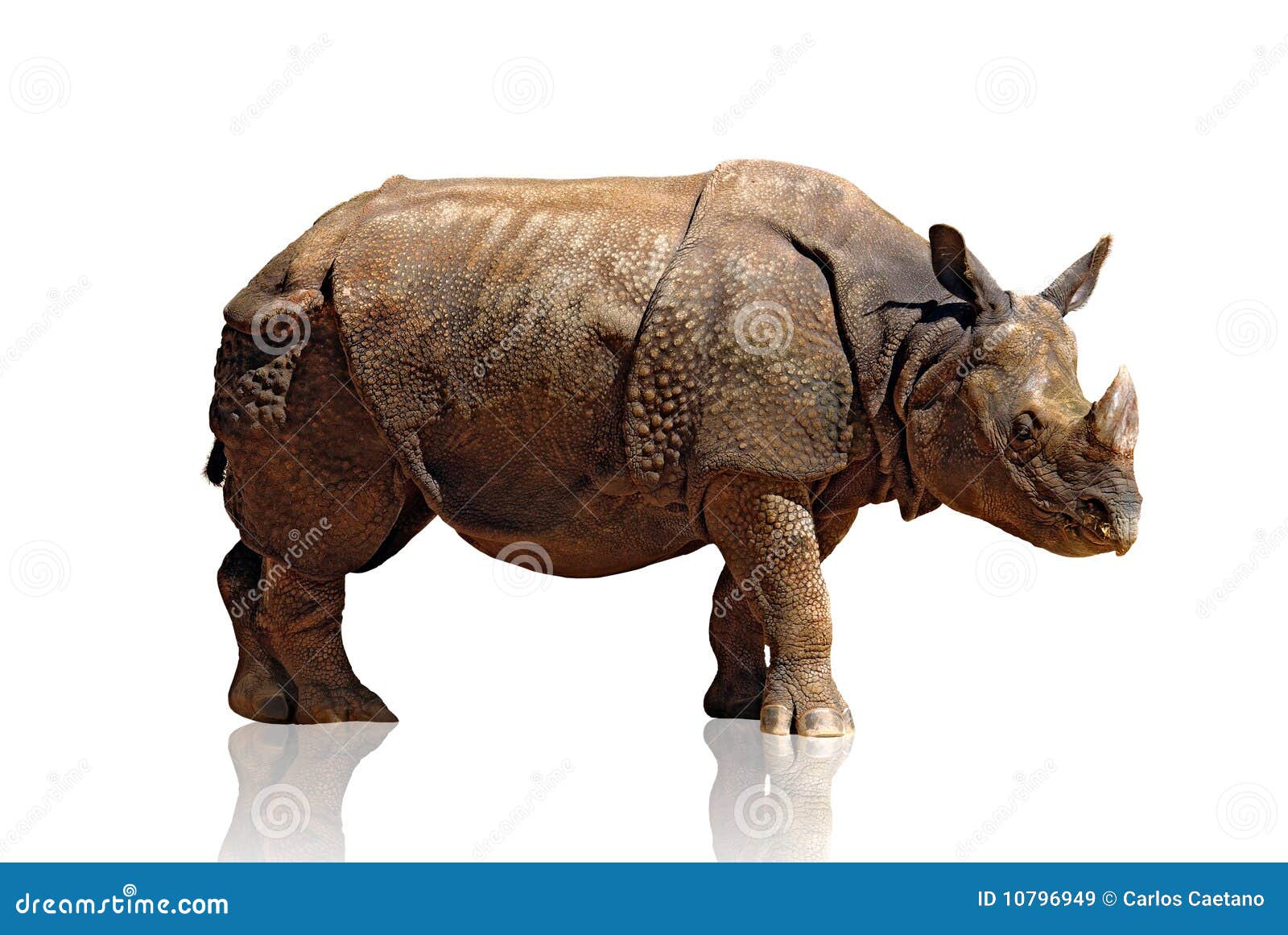 Rhinoceros stock image. Image of look, face, huge, heavy - 10796949