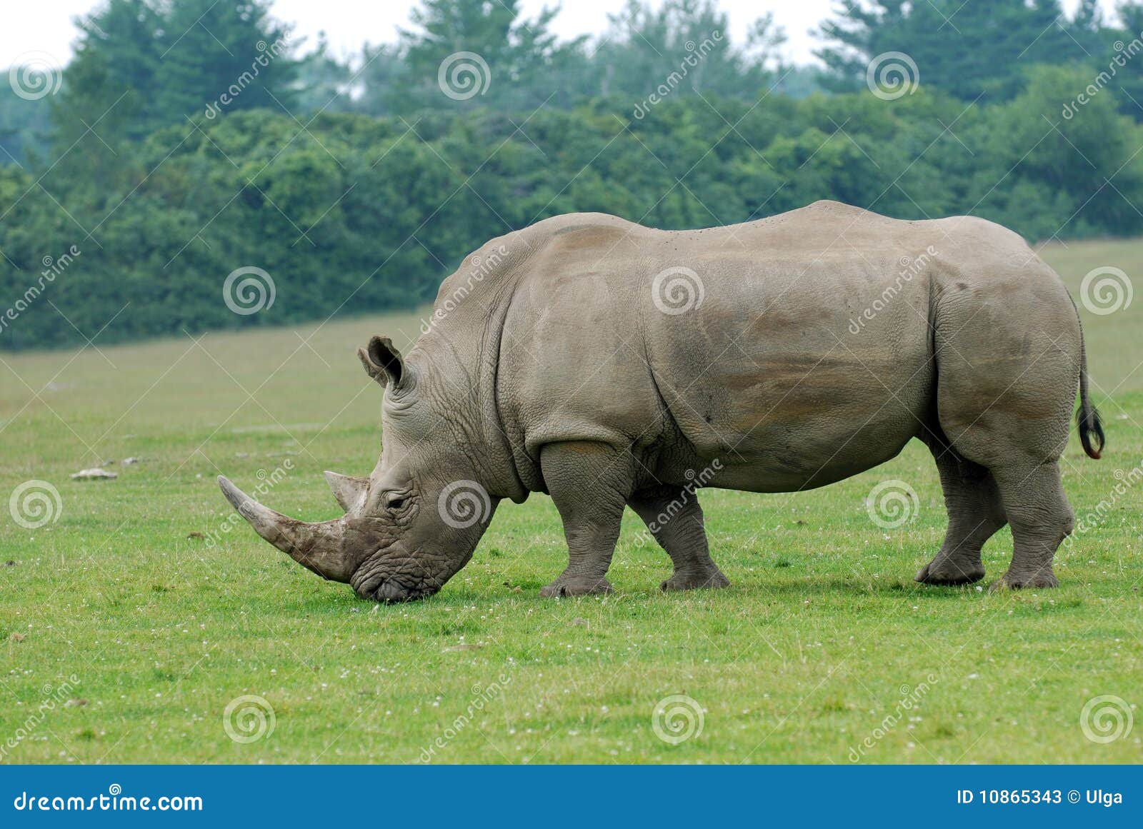 Rhinoceros stock image. Image of endangered, male, mammal - 10865343