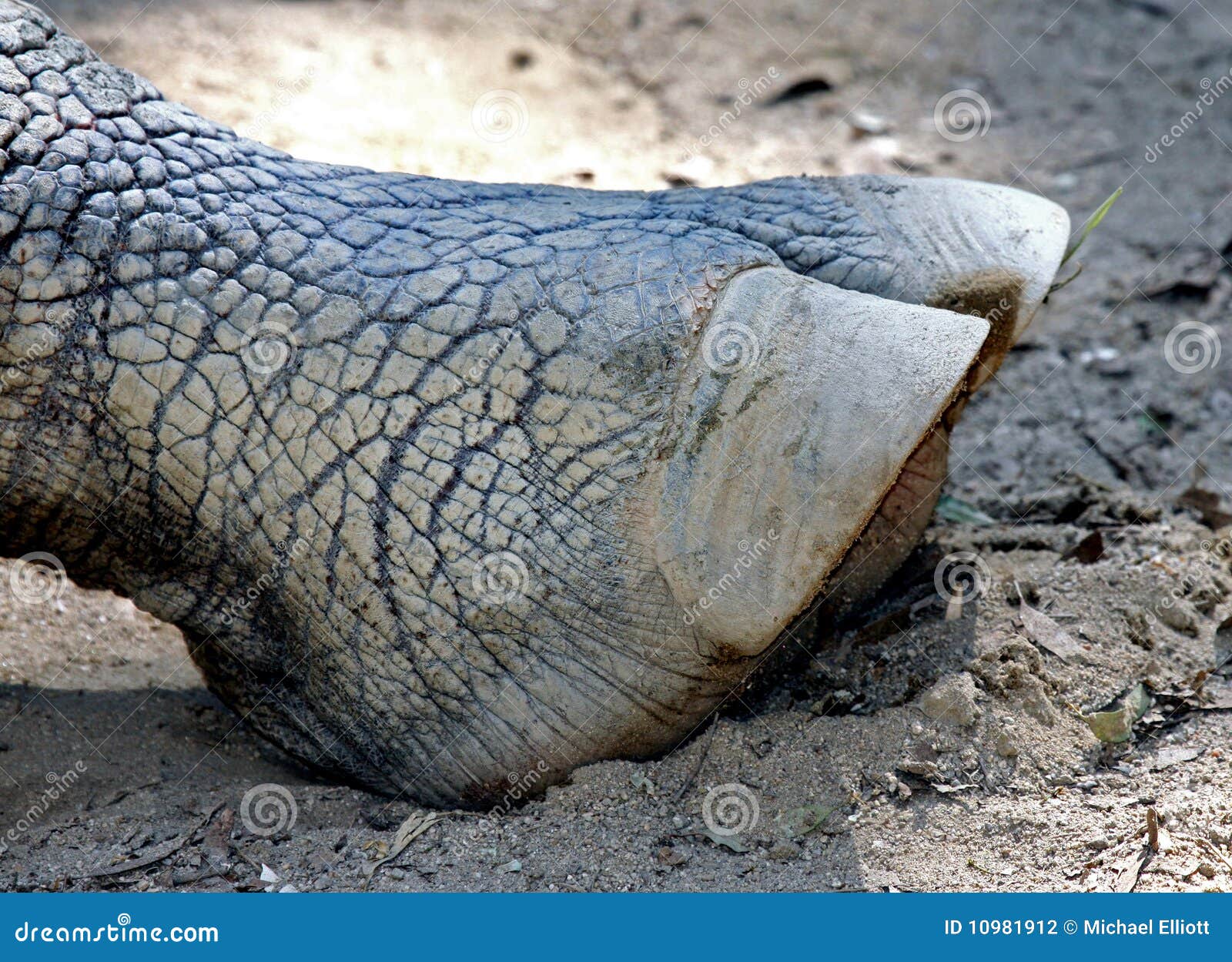 Rhinoceros stock photo. Image of rhino, stomp, animal - 10981912