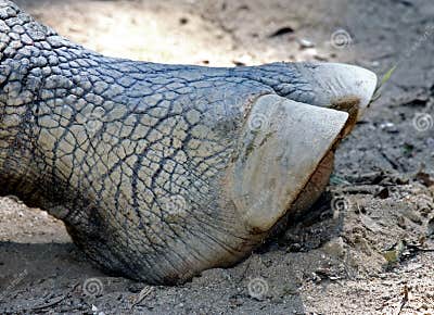 Rhinoceros stock photo. Image of rhino, stomp, animal - 10981912