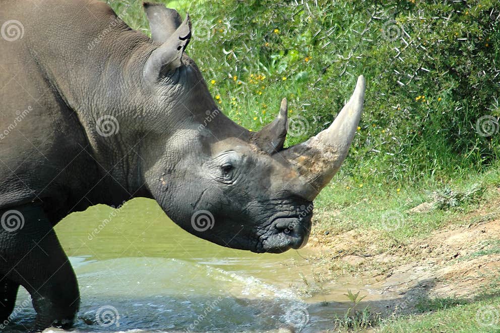 Rhinoceros stock image. Image of ceratotherium, chead - 1170429