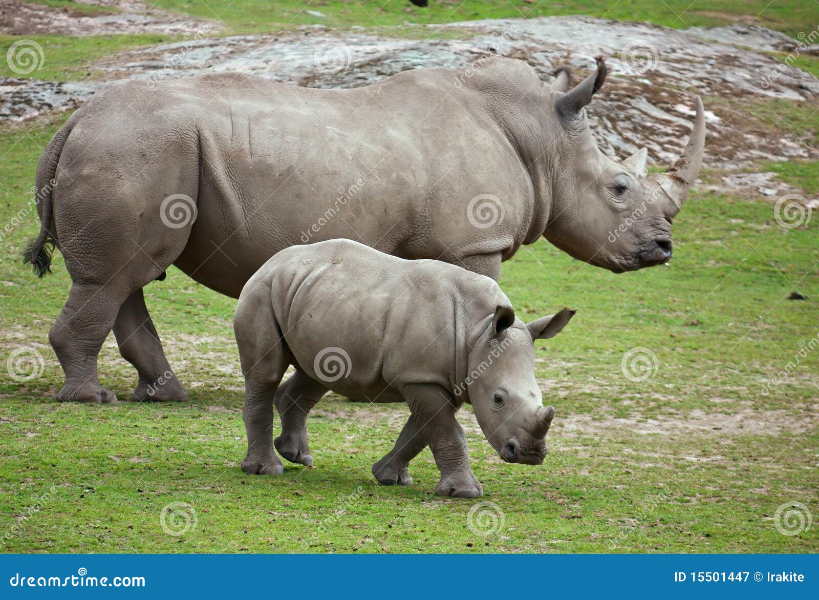 Rhinoceros stock image. Image of horizontal, horned, animals - 15501447