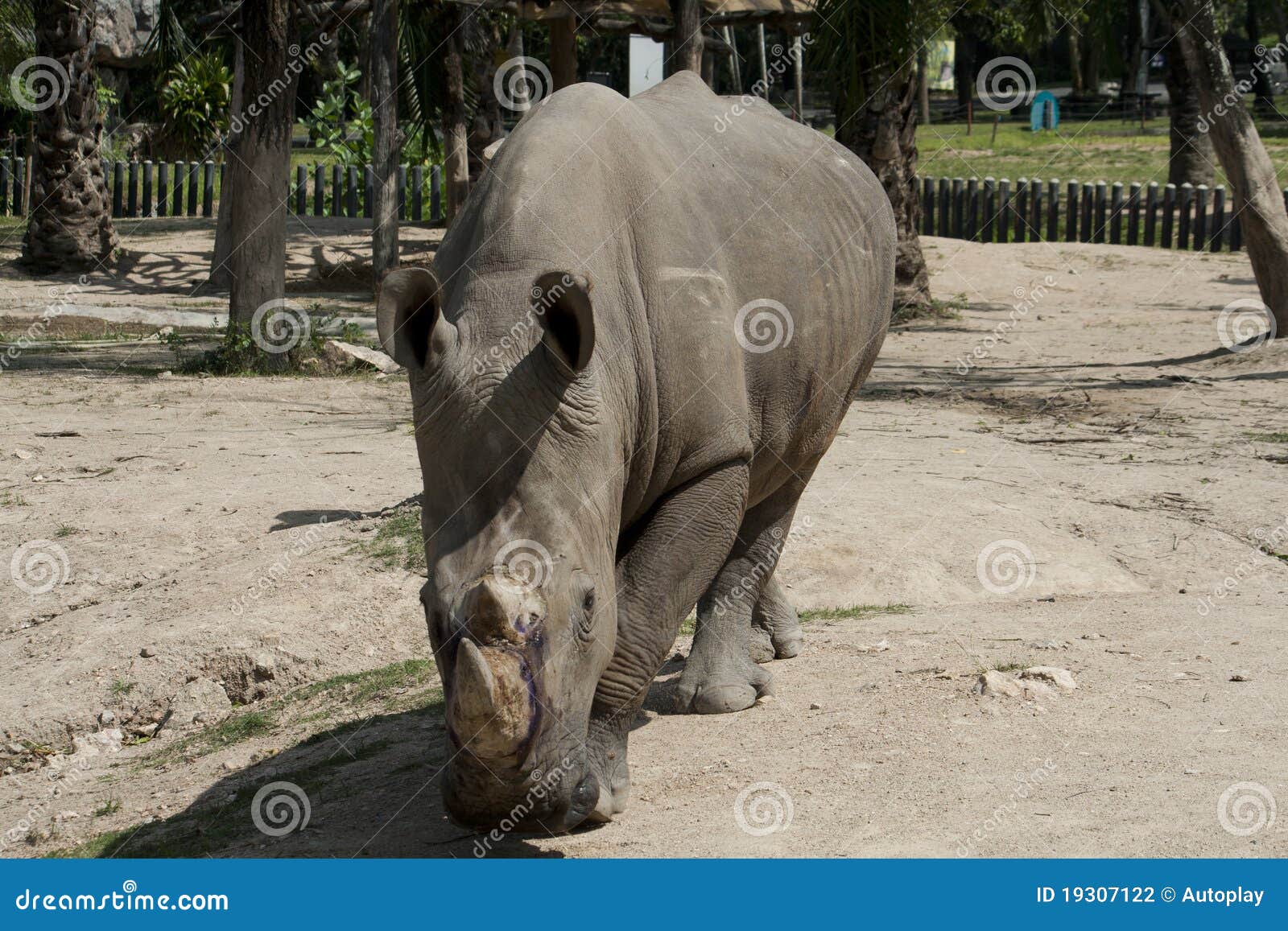 Rhinoceros stock photo. Image of rhinoceros, safari, animal - 19307122