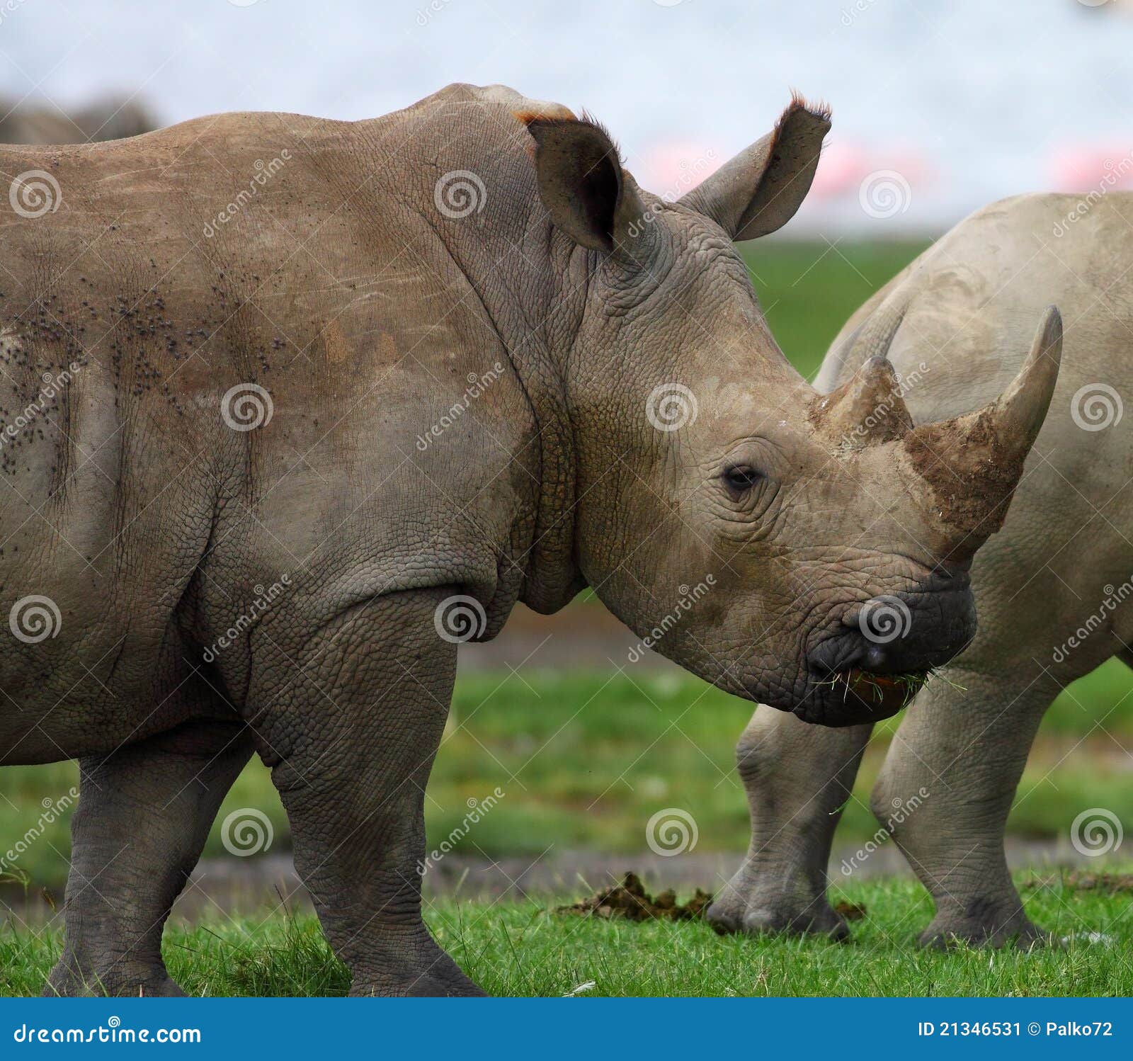 Rhinoceros stock image. Image of tropical, endangered - 21346531
