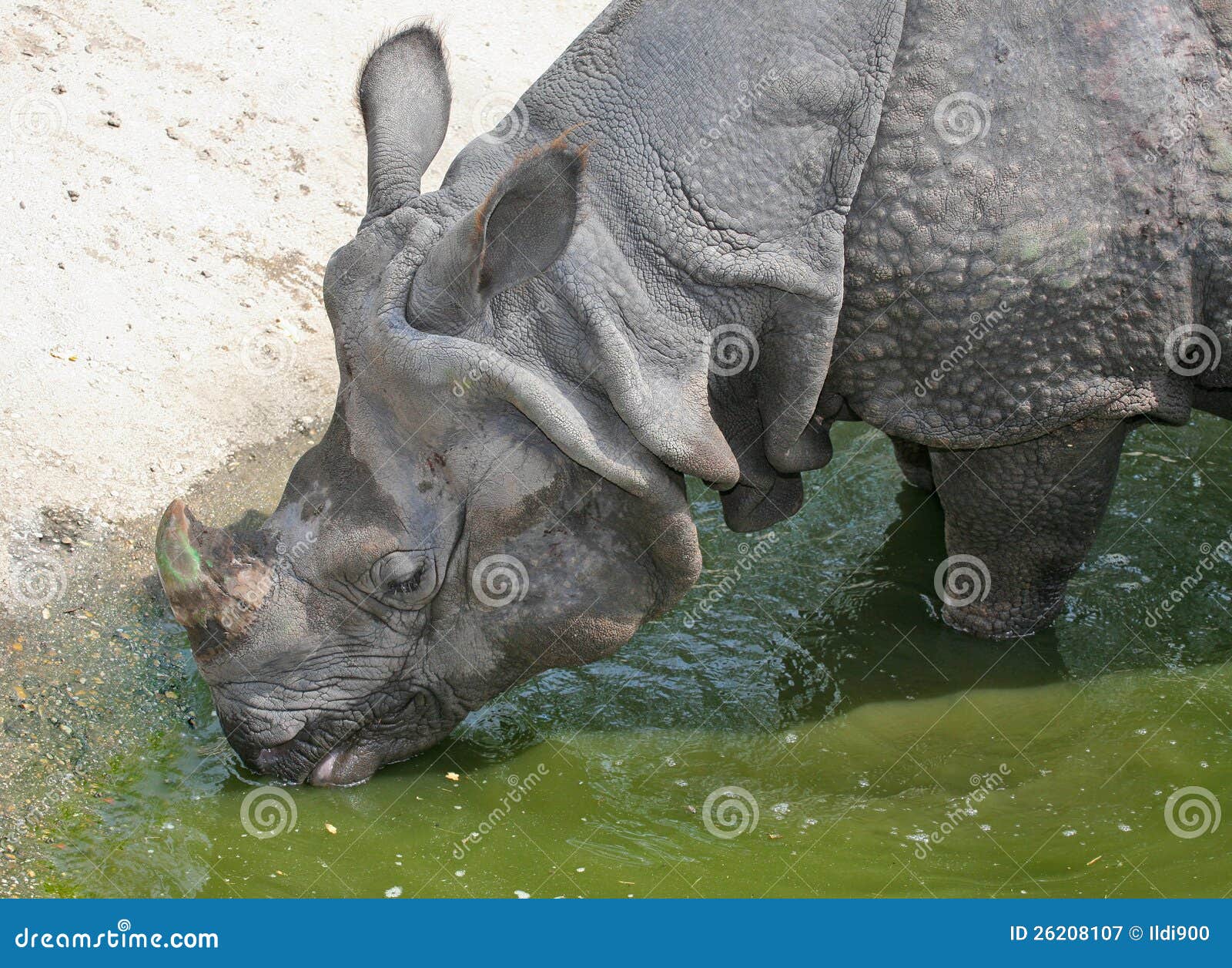 Rhinoceros. stock image. Image of outdoors, mammal, pond - 26208107