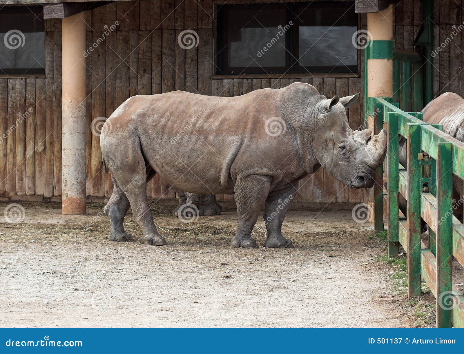 Rhinoceros stock image. Image of animal, strong, rhino - 501137