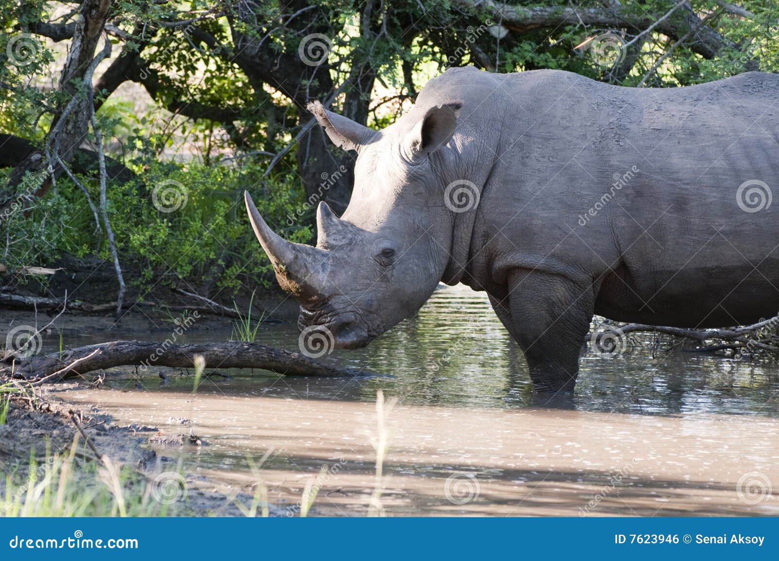 Rhinoceros stock photo. Image of conservation, mammal - 7623946