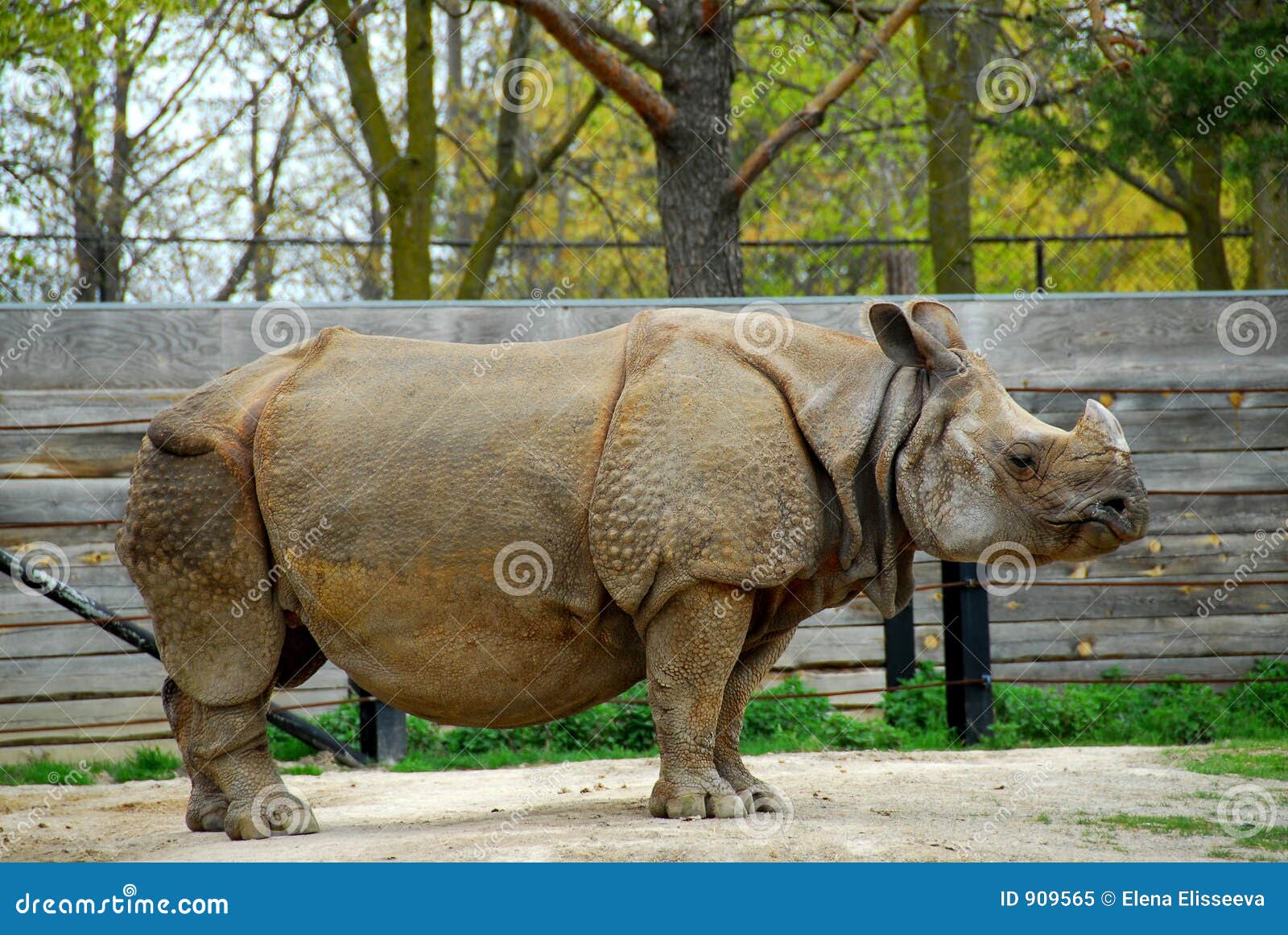 Rhinoceros stock image. Image of mammal, nature, species - 909565