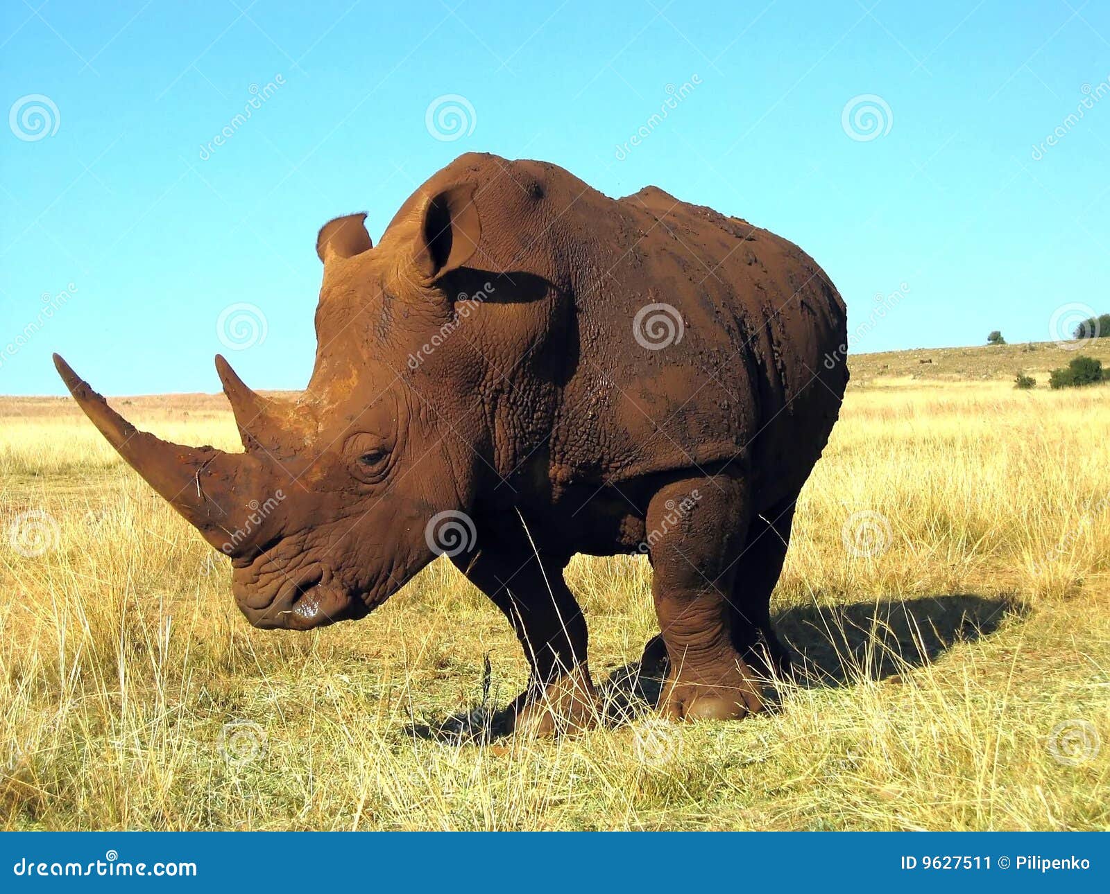 Rhinoceros stock image. Image of rough, species, nature - 9627511