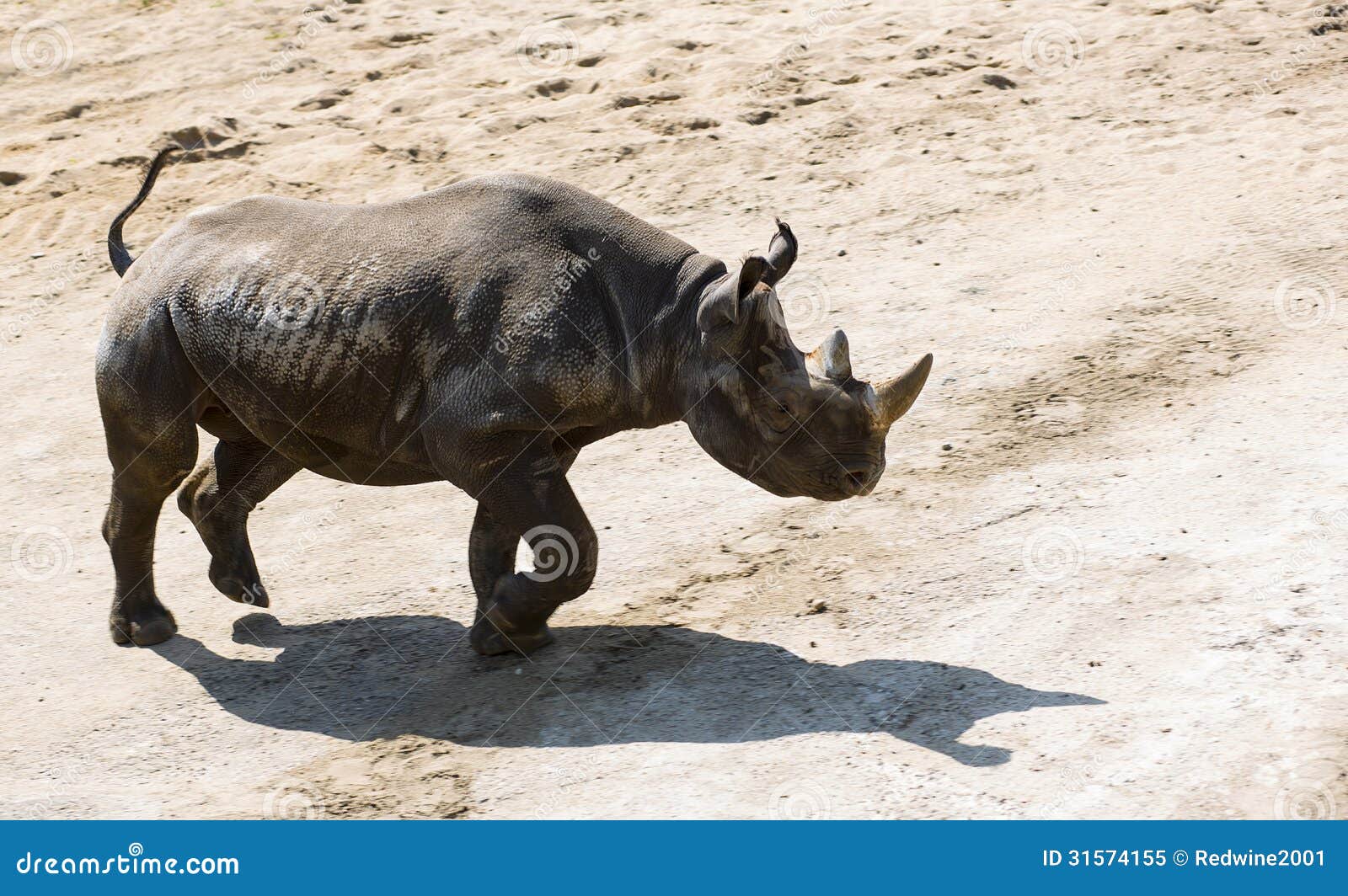 Rhinoceros is Angry and Prepeared for Attack Stock Image - Image of ...