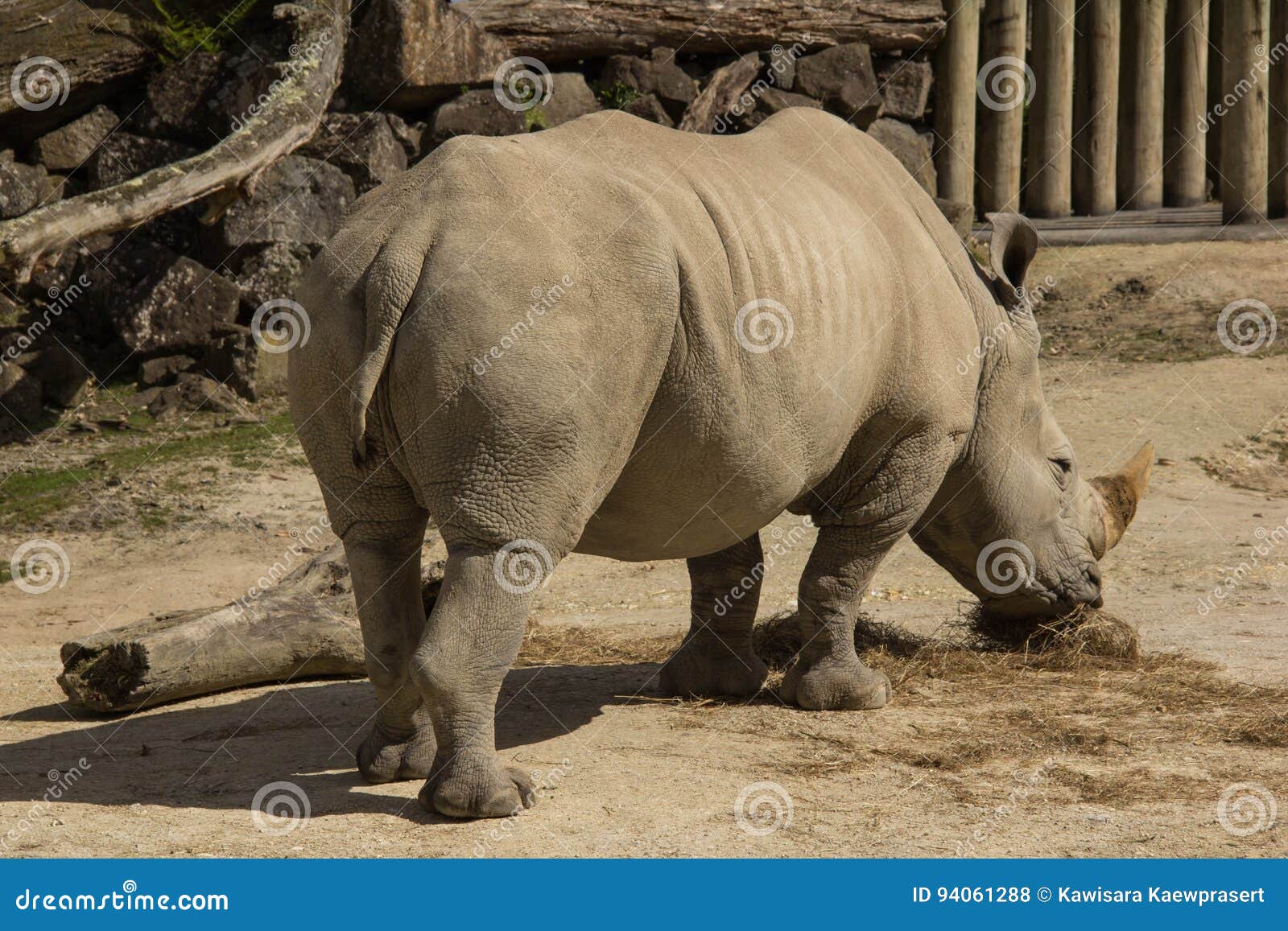 Rhinoceros stock photo. Image of tail, rhinocerotidae - 94061288