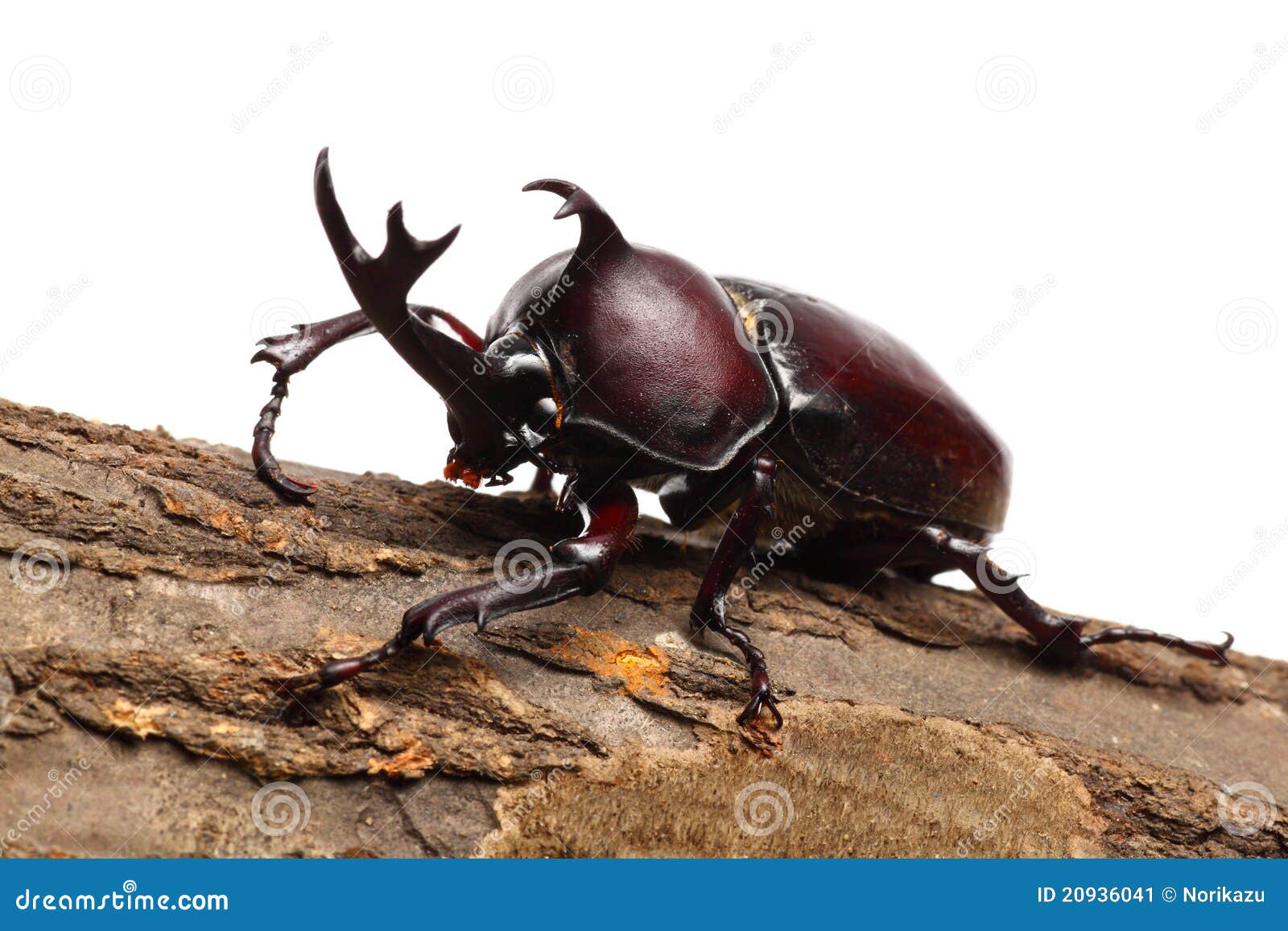Rhinoceros beetle stock image. Image of rare, japanese - 20936041