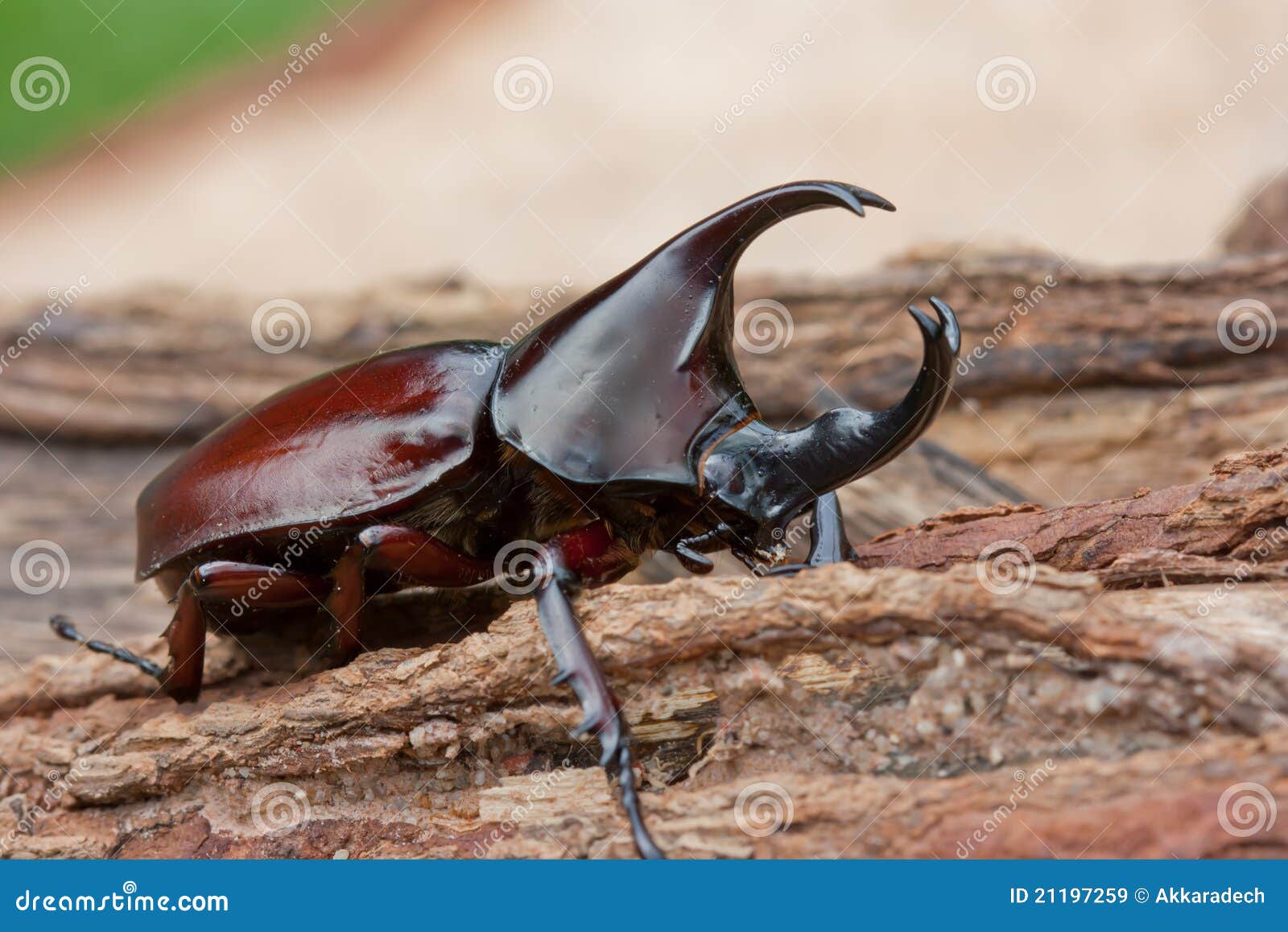 Rhinoceros beetle stock image. Image of beetle, large - 21197259