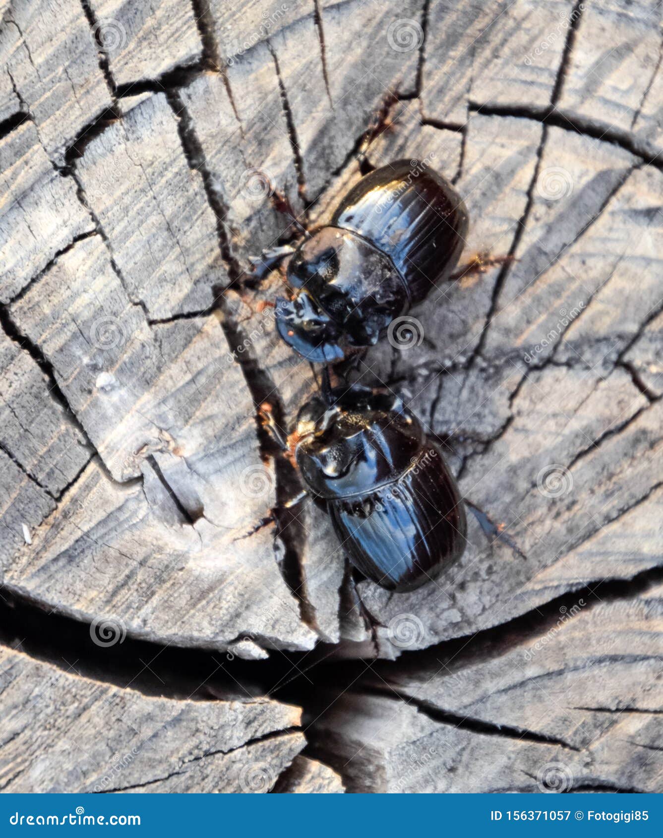 A Rhinoceros Beetle on a of a Tree Stump. a Pair of Rhinoceros Beetles ...